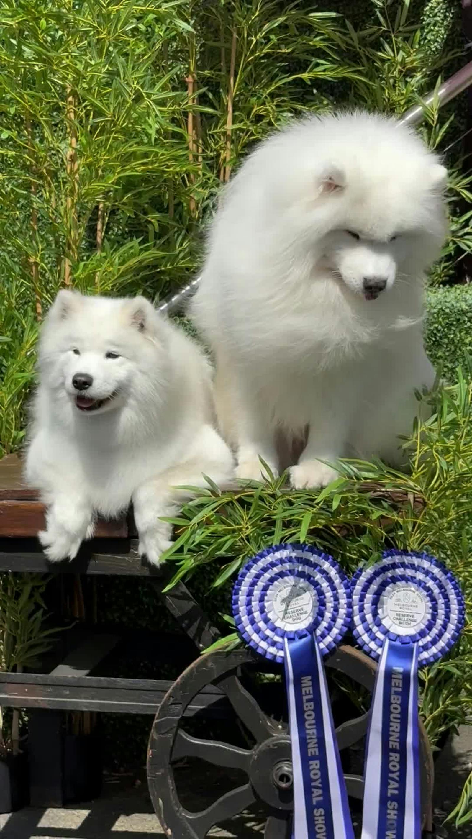 Dog Grooming Videos, Download The BEST Free 4k Stock Video Footage ...