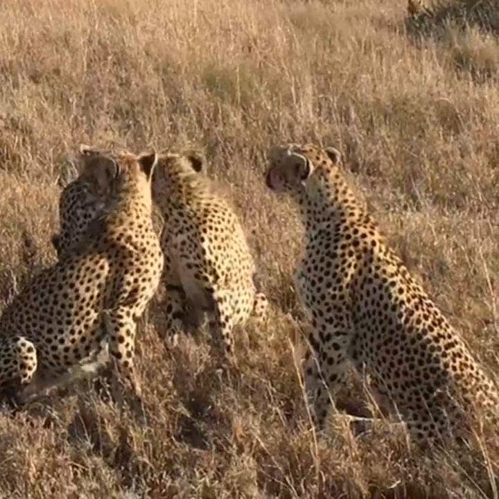 A LeapOf Leopards In The Wild · Free Stock Video