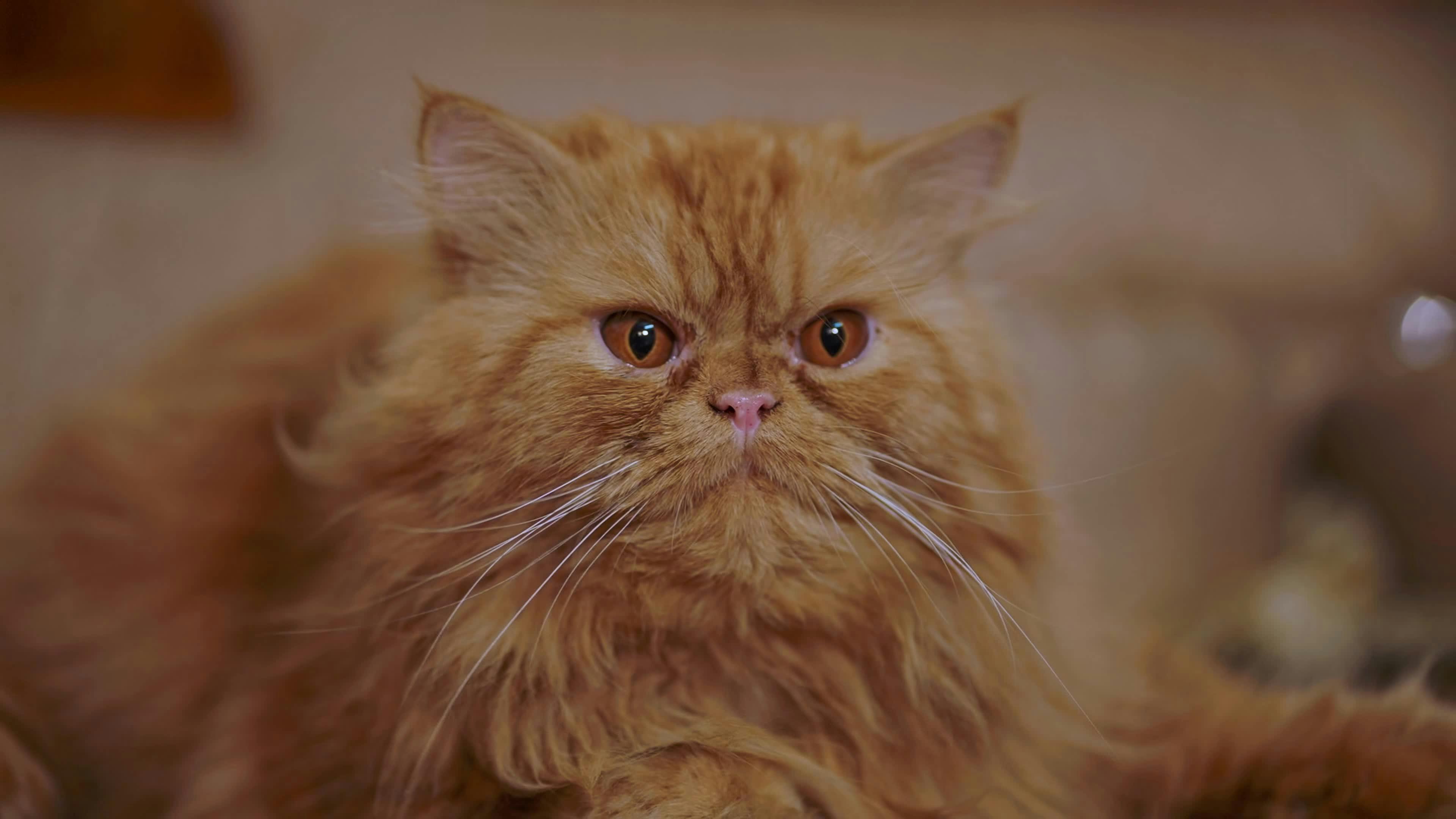 Adorable Fluffy Yellow Persian Cat Resting Indoors Free Stock Video ...