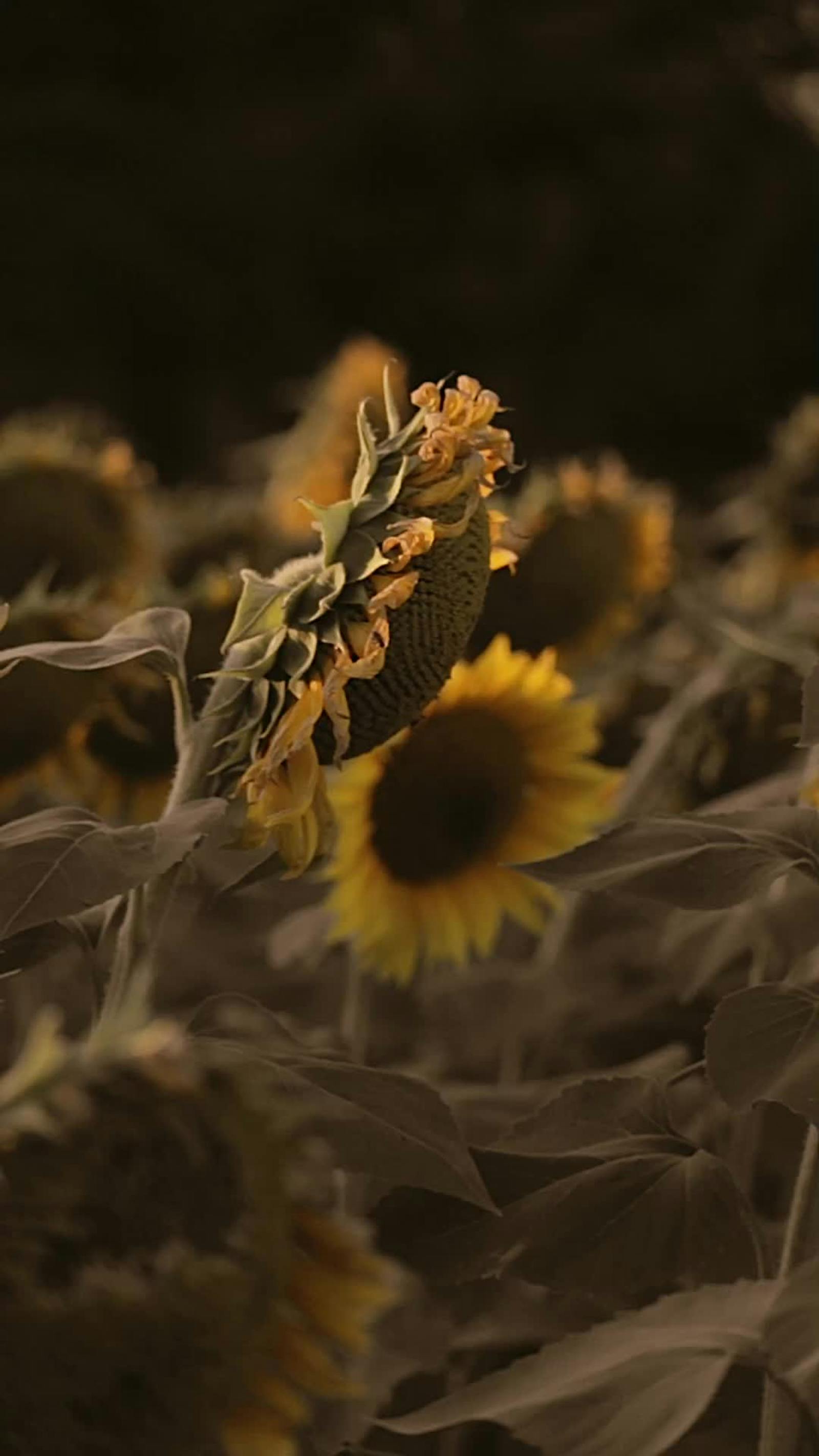 Color Grading Videos, Download The BEST Free 4k Stock Video Footage ...