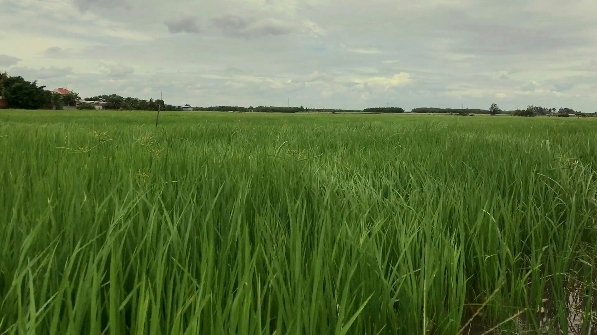 A Close-Up Video of Rice Free Stock Video Footage, Royalty-Free 4K & HD ...