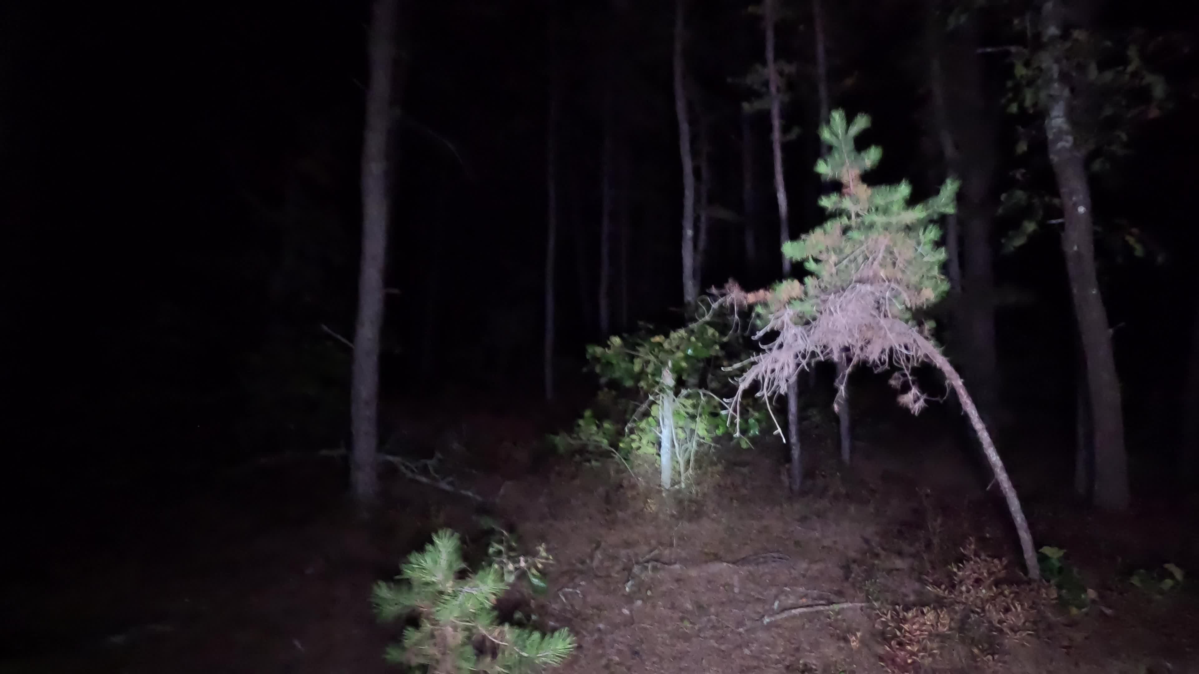 Spooky Nighttime Forest Walk in Autumn Free Stock Video Footage ...