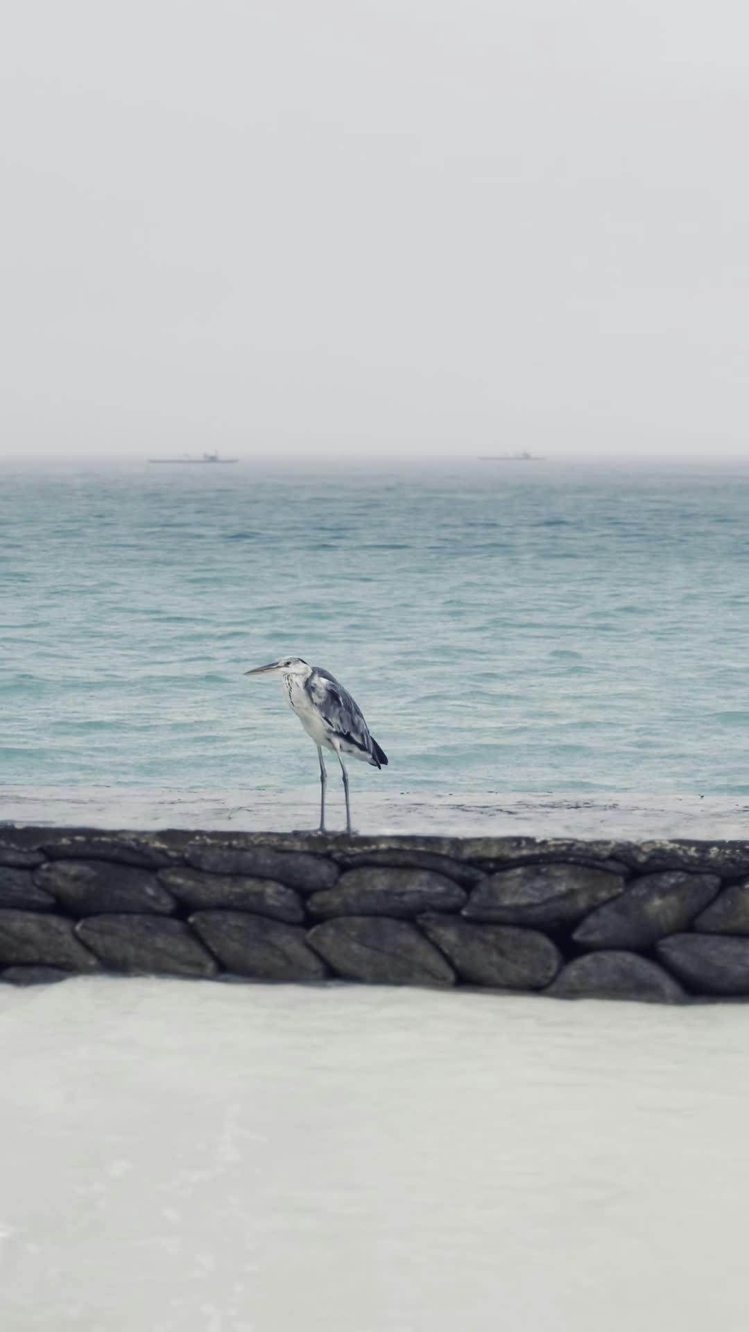 Best Background Videos, Download The BEST Free 4k Stock Video Footage ...