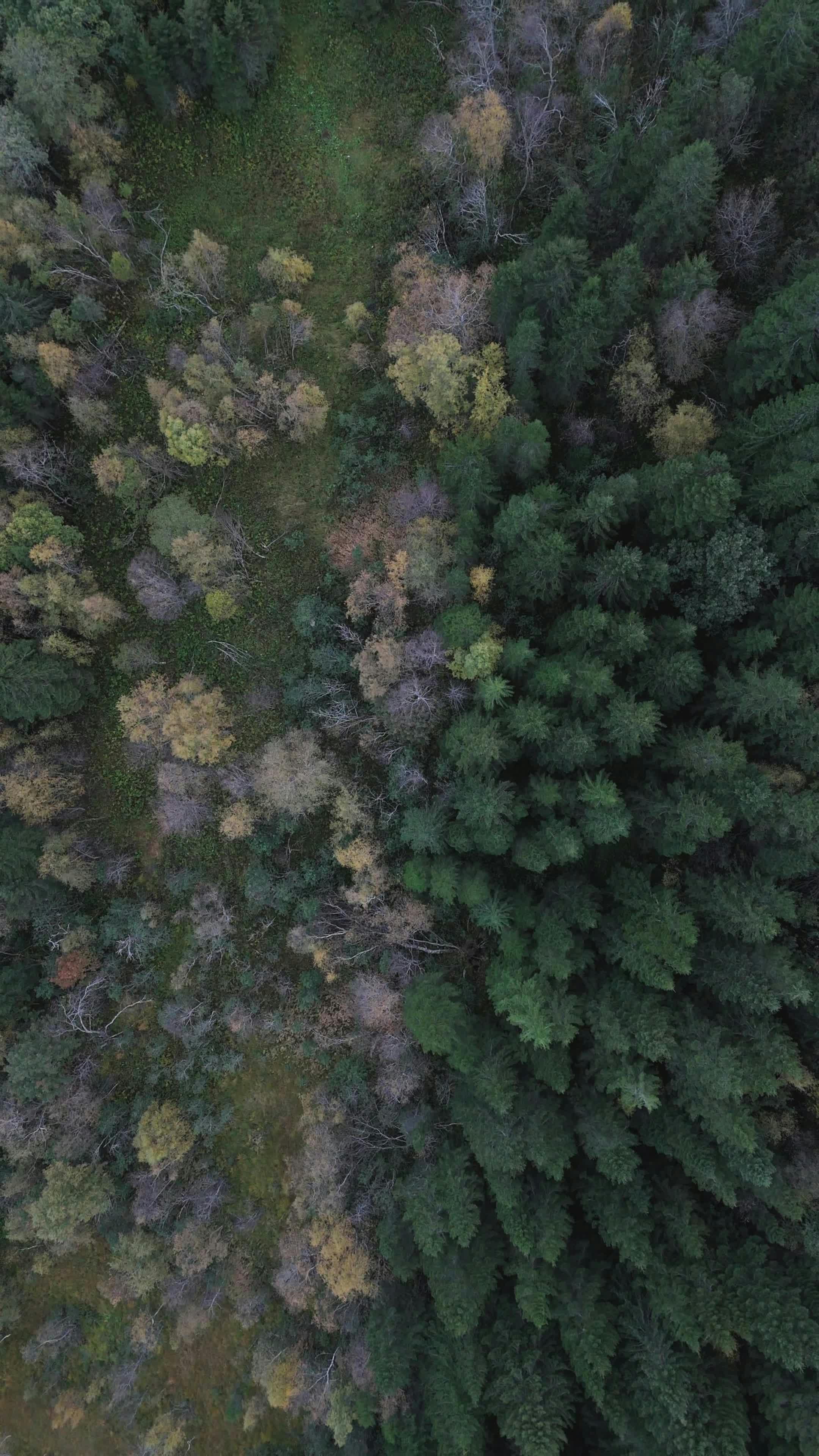 Stunning Autumn Aerial View of Forest Canopy Free Stock Video Footage ...