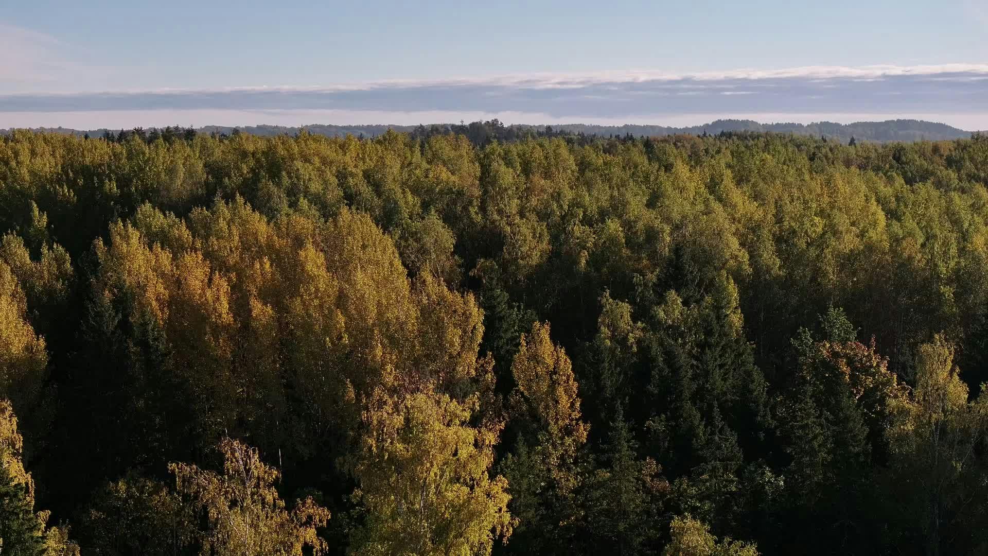 Vista Aérea De Un Exuberante Bosque Verde En Otoño · Vídeo de stock ...
