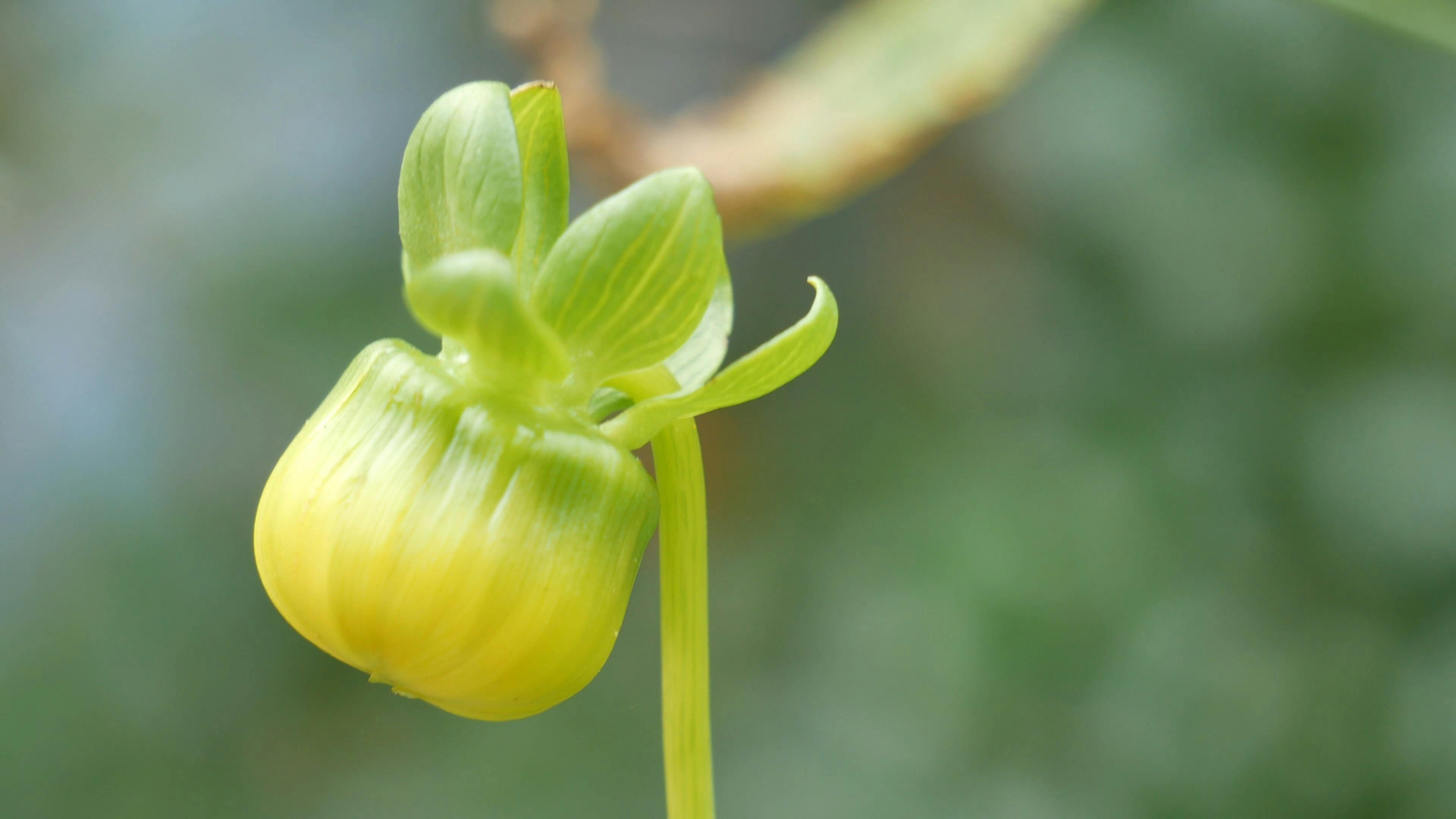 Plant Start Videos, Download The BEST Free 4k Stock Video Footage ...