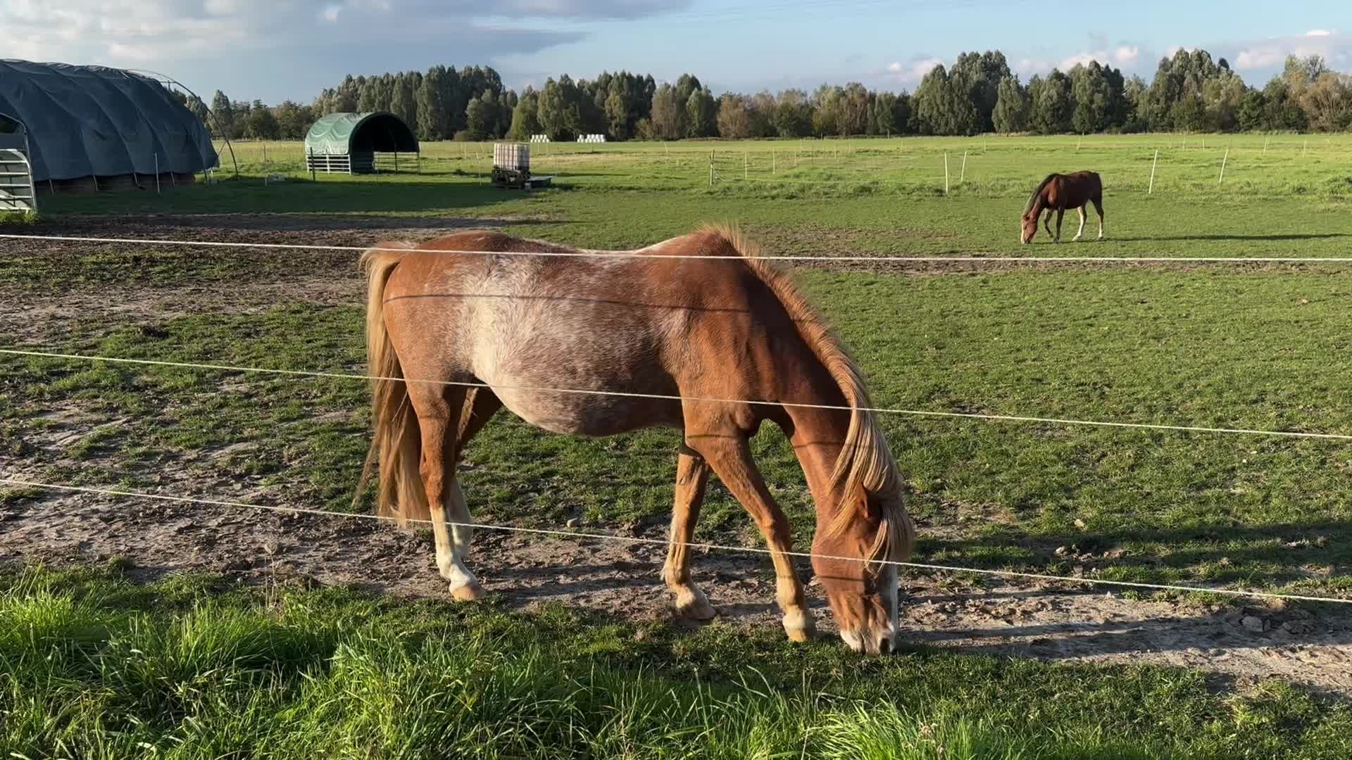 Graciosos Caballos Pastando En Verdes Praderas · Vídeo de stock gratuito
