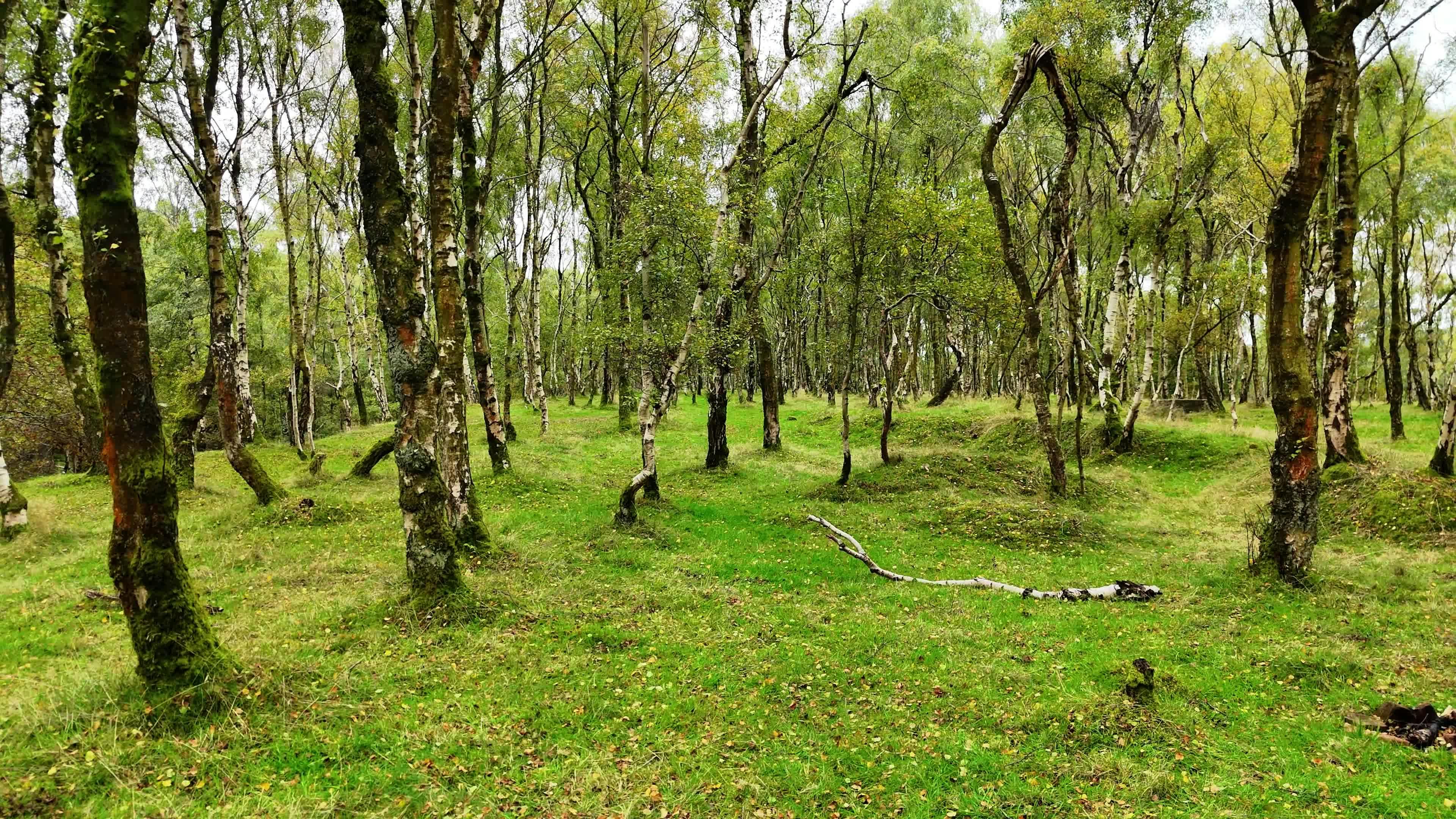 Basic Birch Videos, Download The BEST Free 4k Stock Video Footage & Basic Birch HD Video Clips