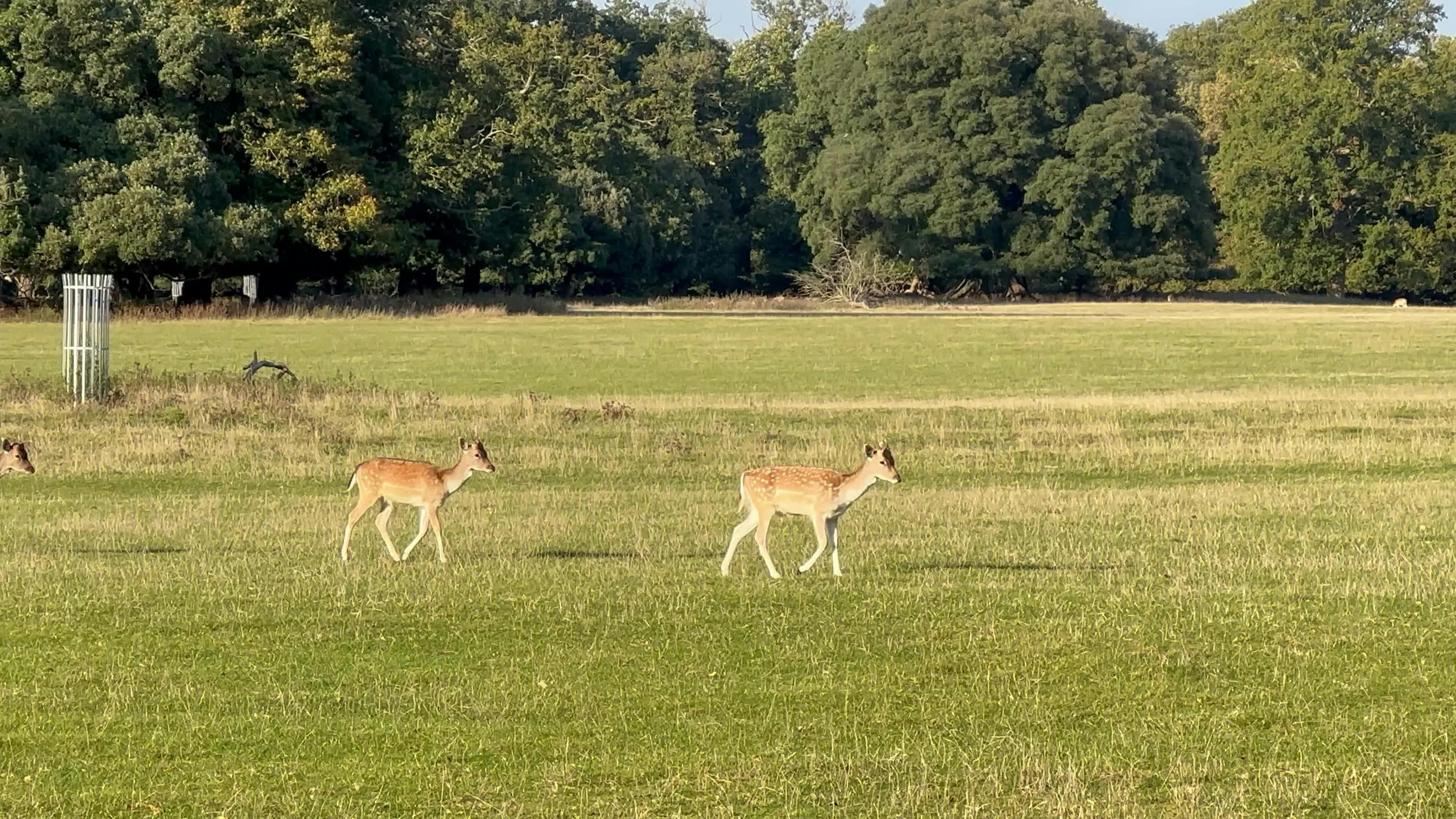 Majestic Antelopes Roaming in Lush Green Field Free Stock Video Footage ...