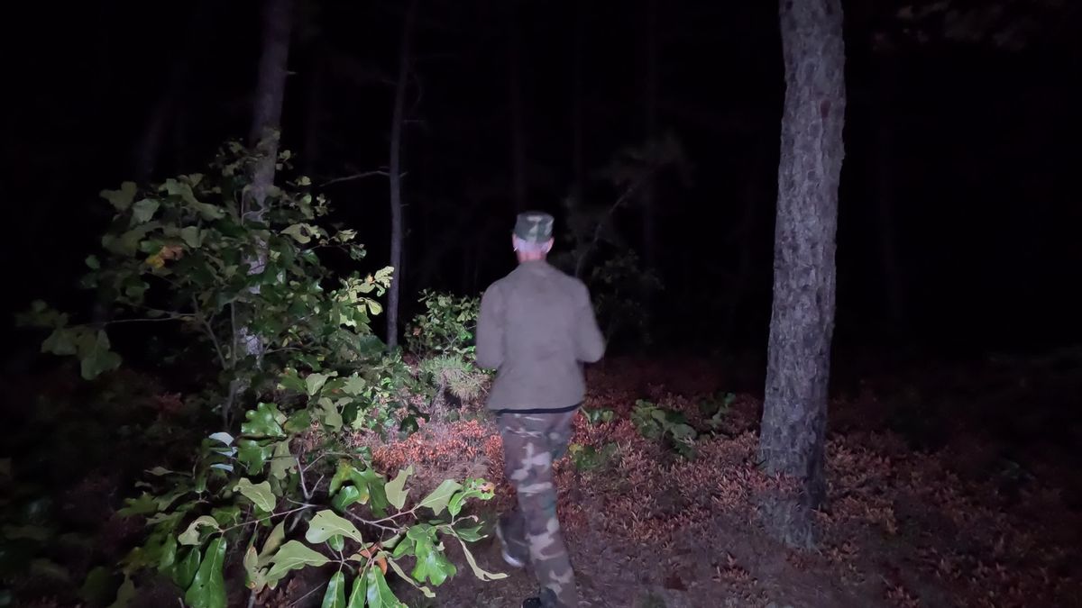 Forest At Night Videos, Download The BEST Free 4k Stock Video Footage ...