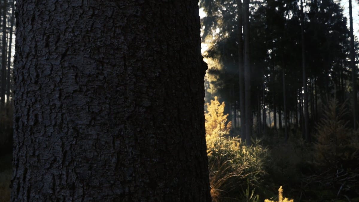 Forest Videos, Download The BEST Free 4k Stock Video Footage & Forest ...