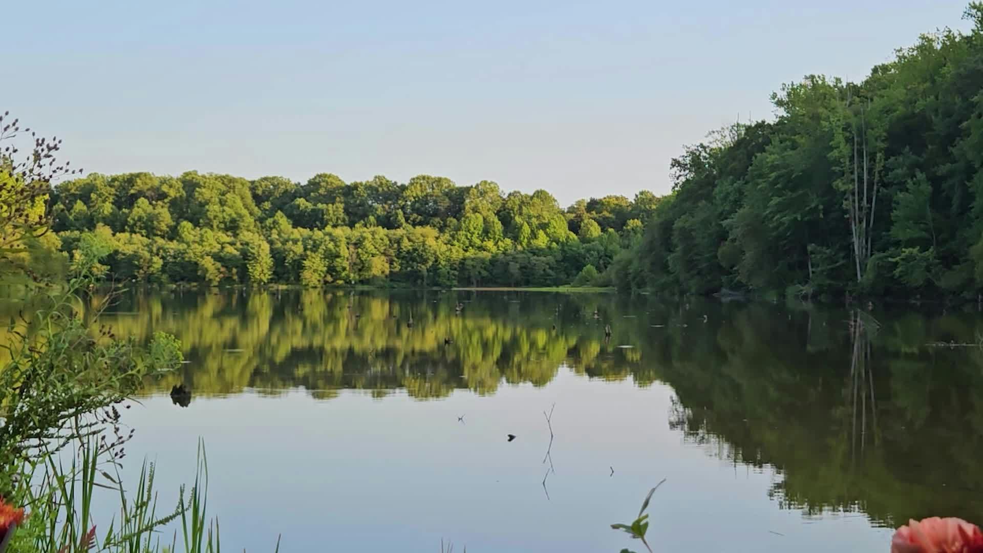 Un Lago Sereno Rodeado De Exuberante Vegetación · Vídeo de stock gratuito