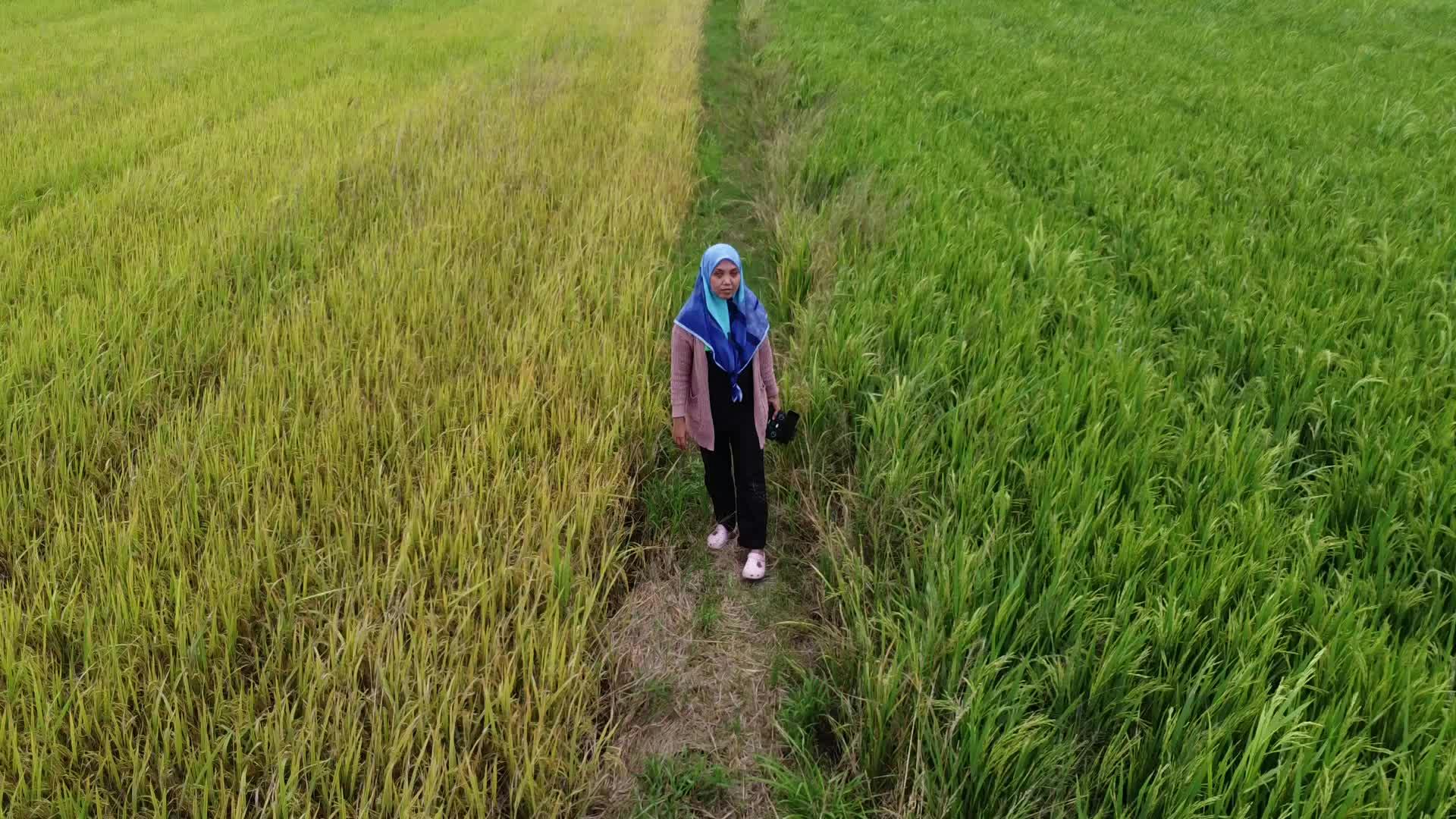 Aerial View of Hijabi Woman Walking Through Rice Fields Free Stock ...