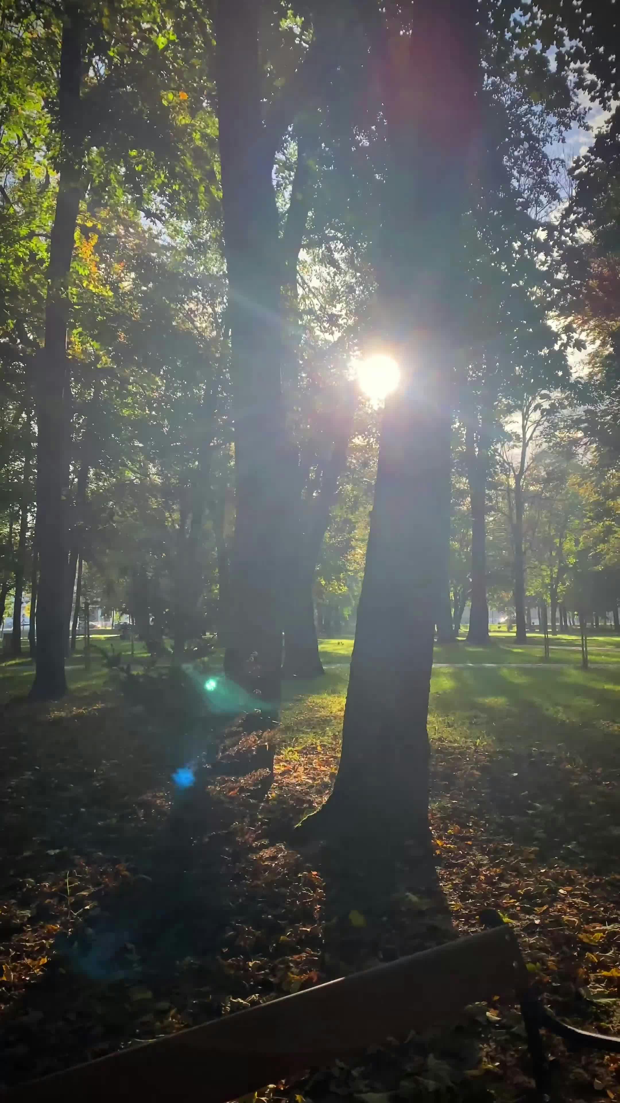 Photosynthesis Labeled Diagram Videos, Download The BEST Free 4k Stock ...