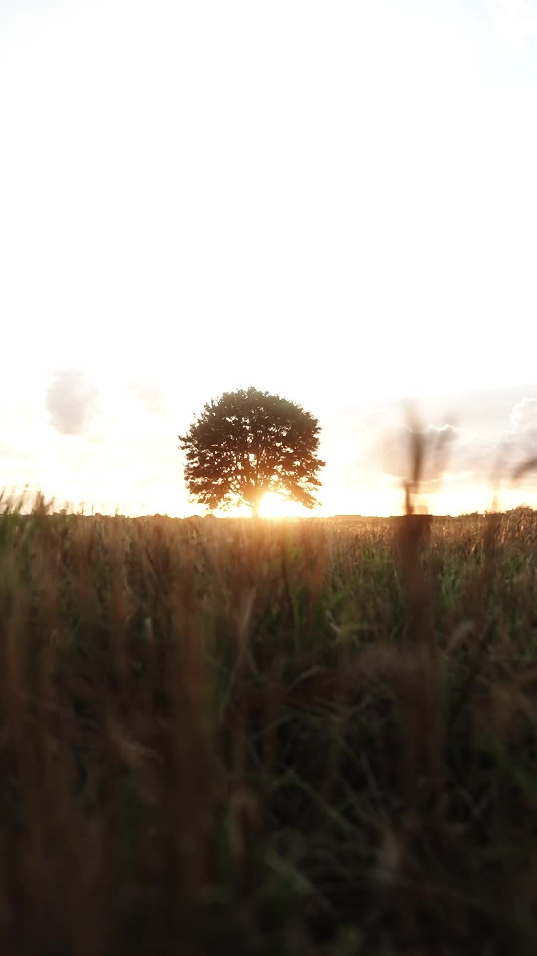 Sunset Glow Behind a Lone Tree in Field Free Stock Video Footage ...