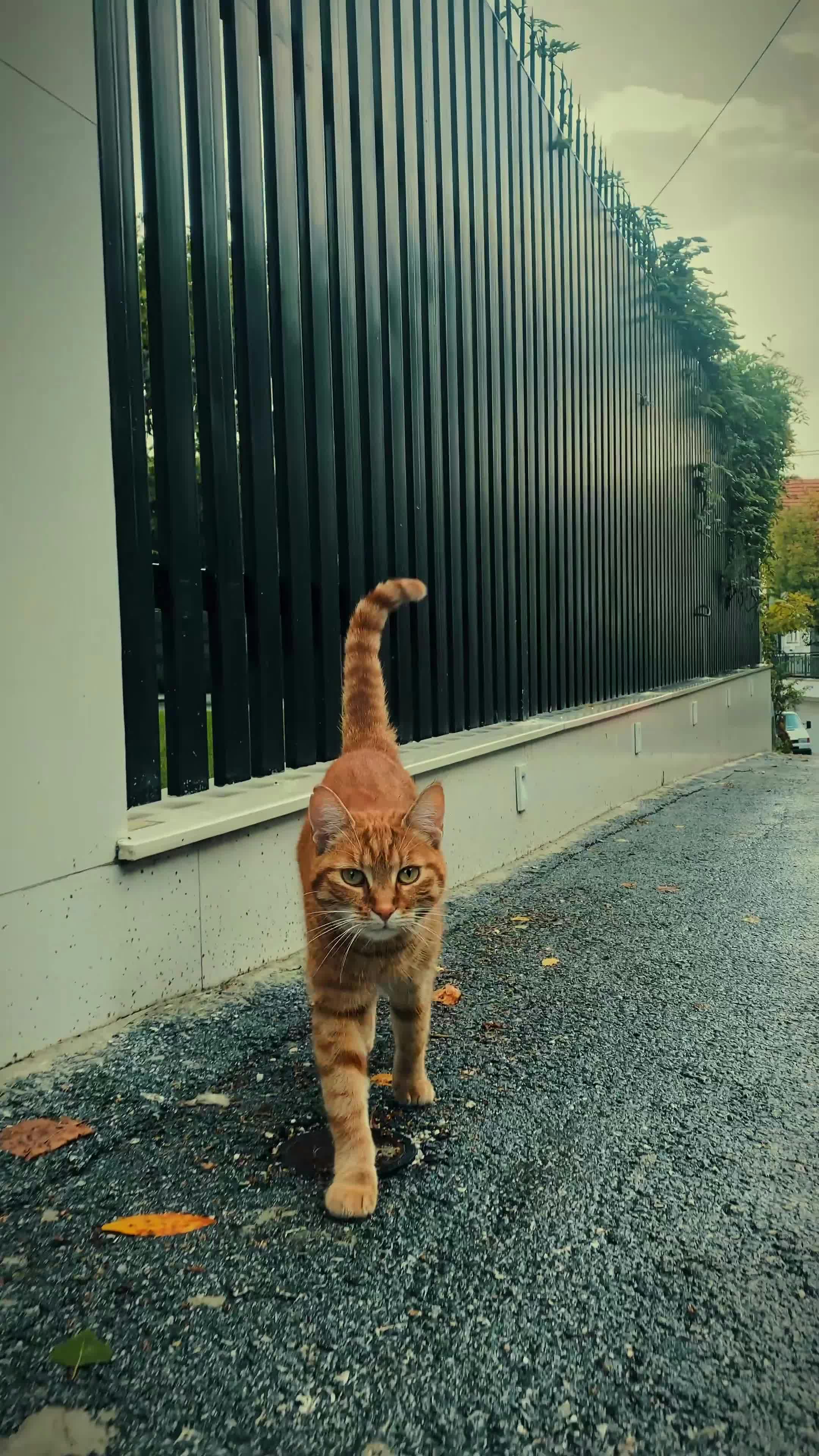 Cats Animation Videos, Download The BEST Free 4k Stock Video Footage ...