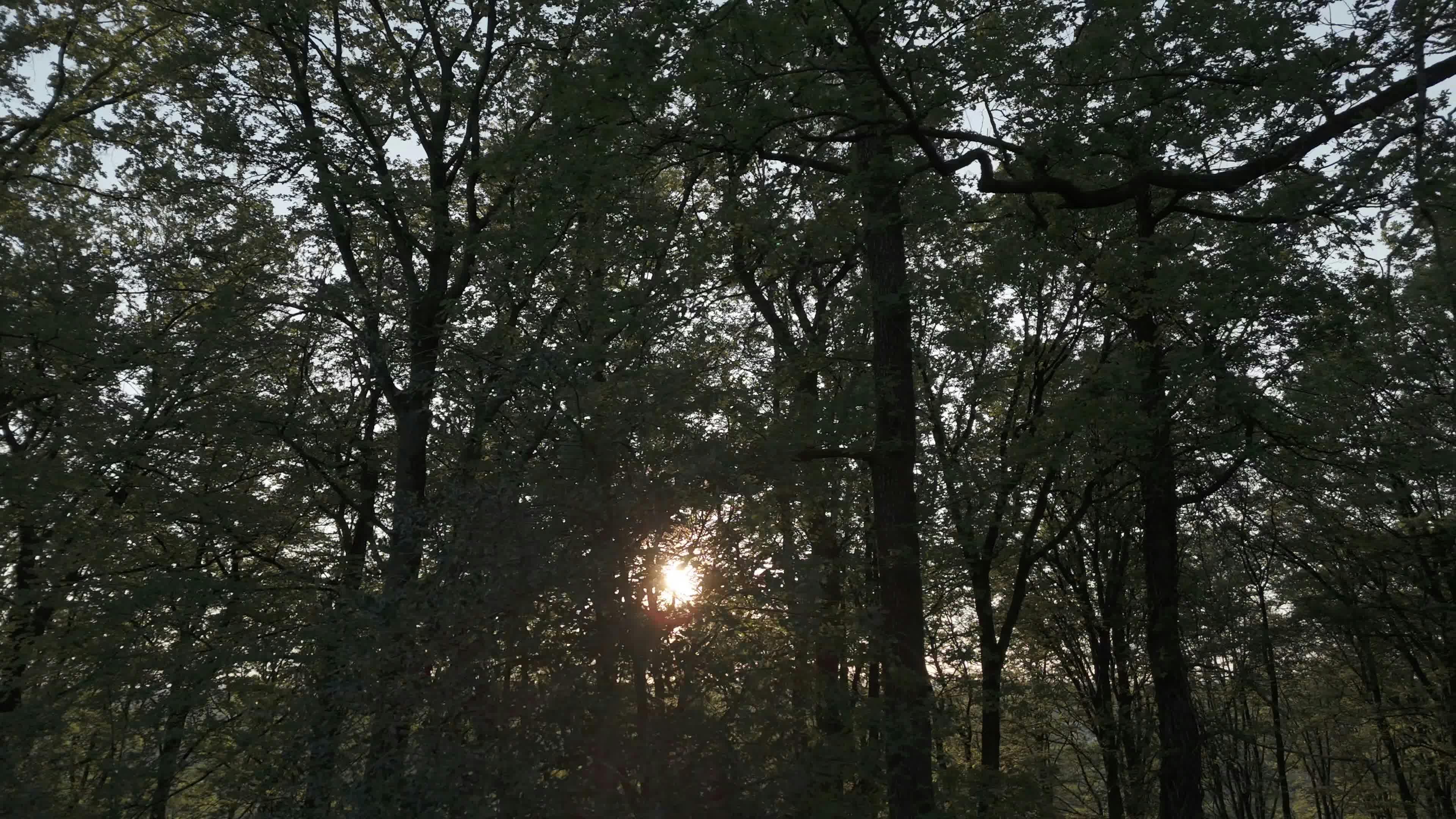 Sunset In Forest Videos, Download The BEST Free 4k Stock Video Footage ...