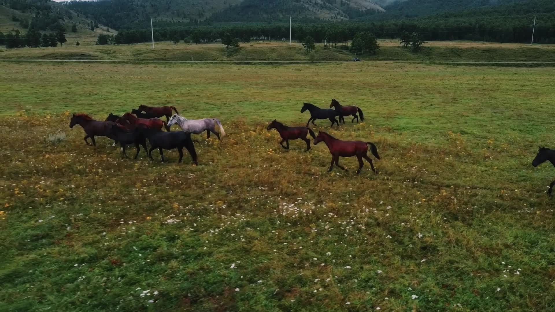 Wild Horses Running in Open Field Landscape Free Stock Video Footage ...