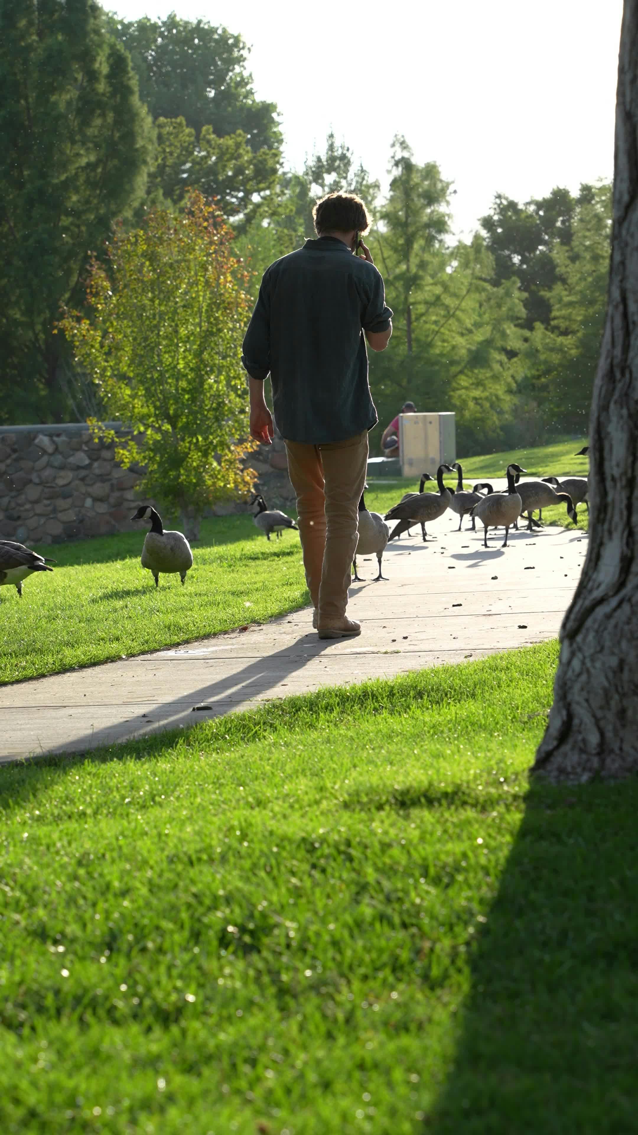 Call Ducks Videos, Download The BEST Free 4k Stock Video Footage & Call ...