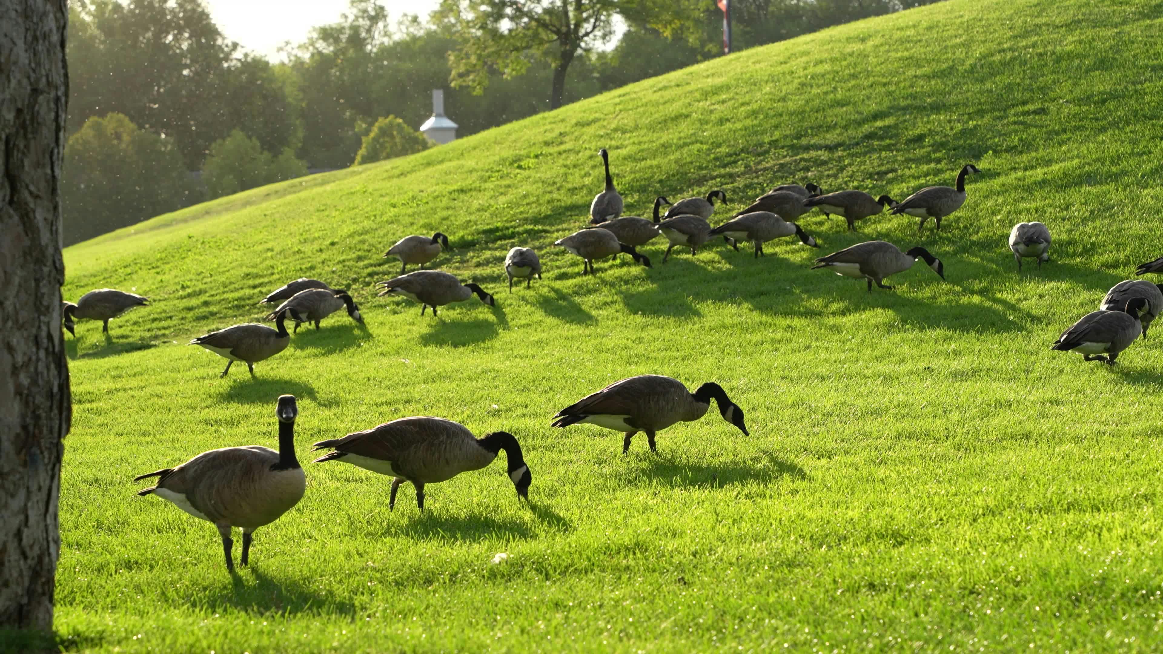 Budgies In A Flock Videos, Download The BEST Free 4k Stock Video Footage & Budgies In A Flock HD ...