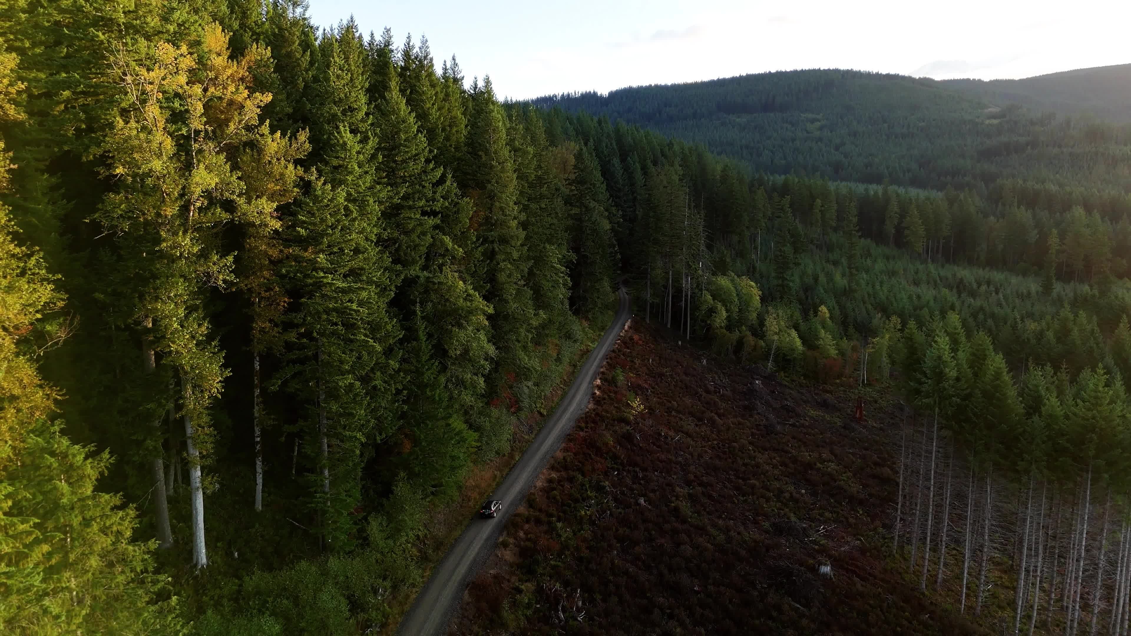 Scenic Drive Through Lush Pine Forest Free Stock Video Footage, Royalty ...
