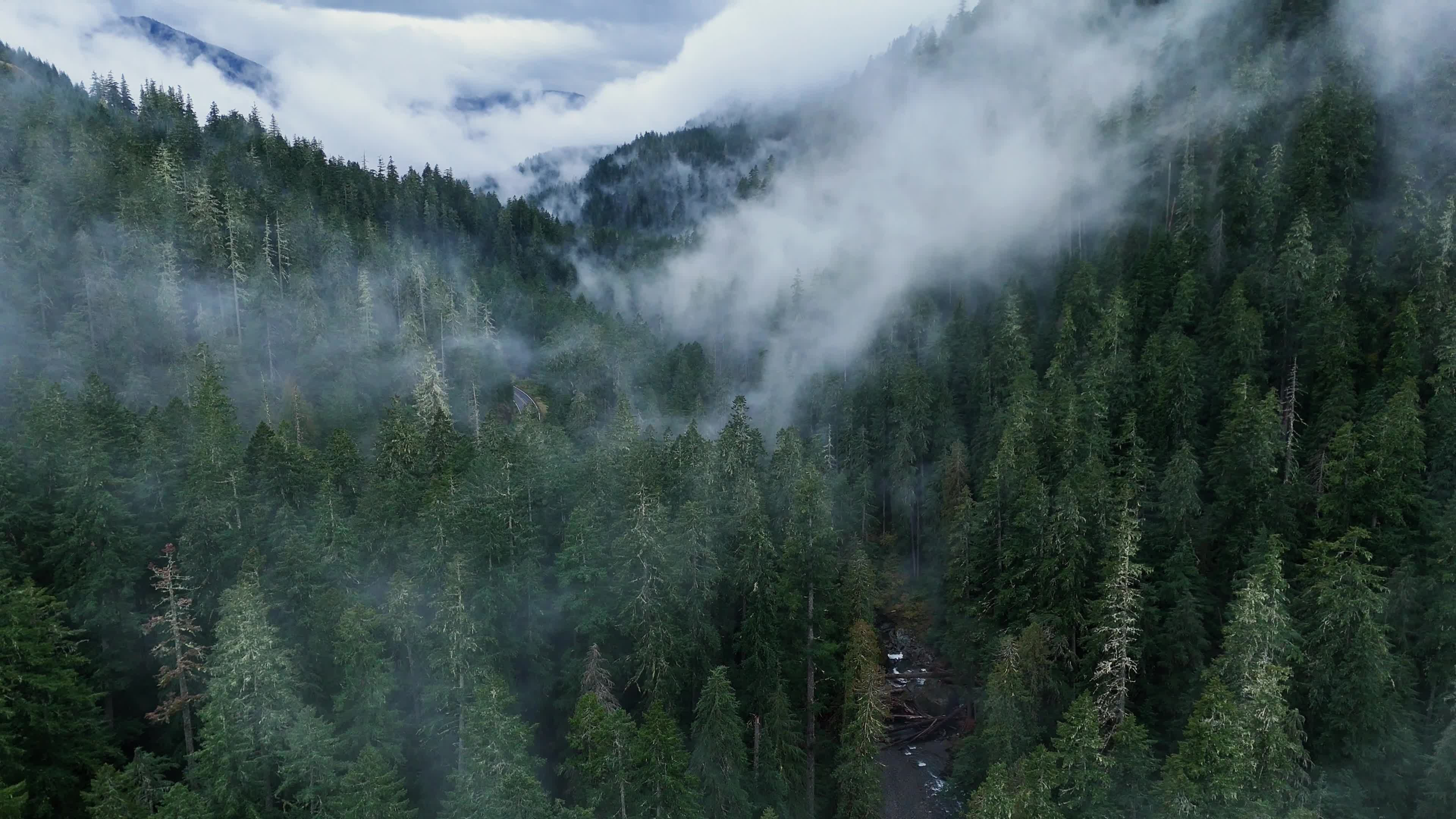 Misty Mountain Forests in Washington State Free Stock Video Footage ...