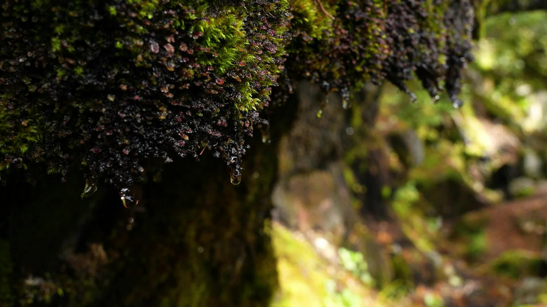 Moss-Covered Rocks with Dripping Water Free Stock Video Footage ...