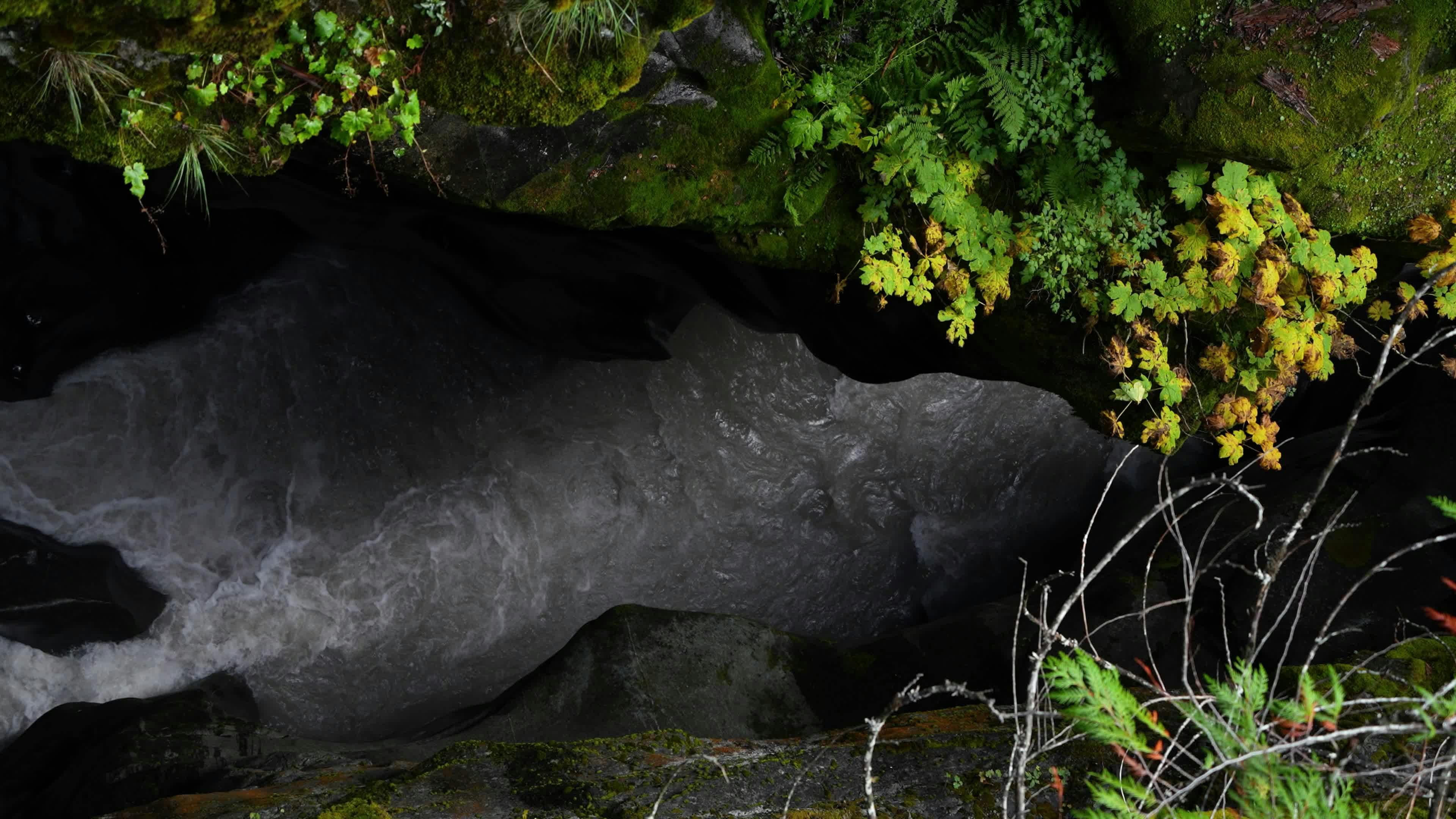 Earth Foliage Videos, Download The BEST Free 4k Stock Video Footage ...