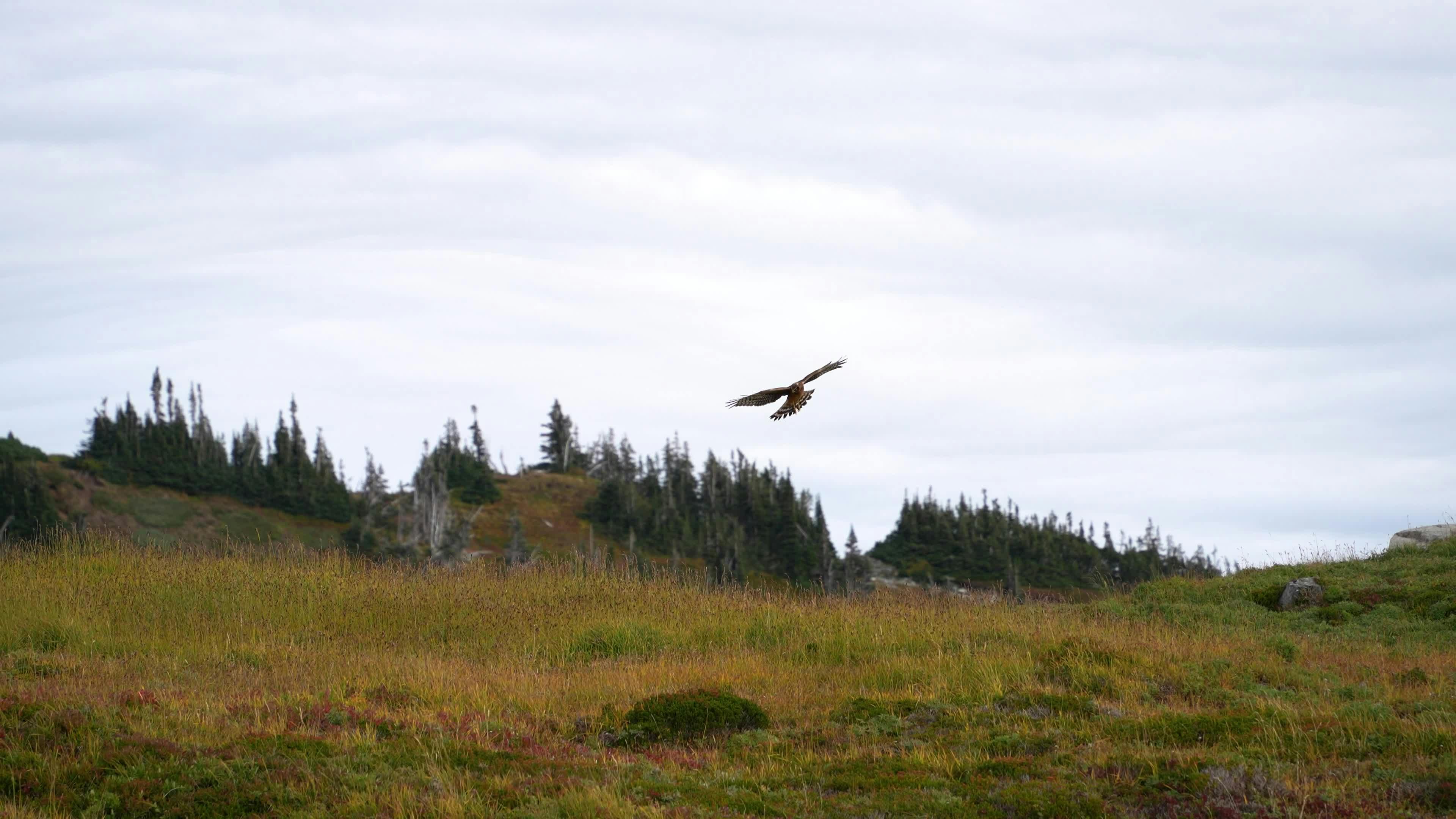 Majestic Eagle Soaring Over Washington Wilderness Free Stock Video ...