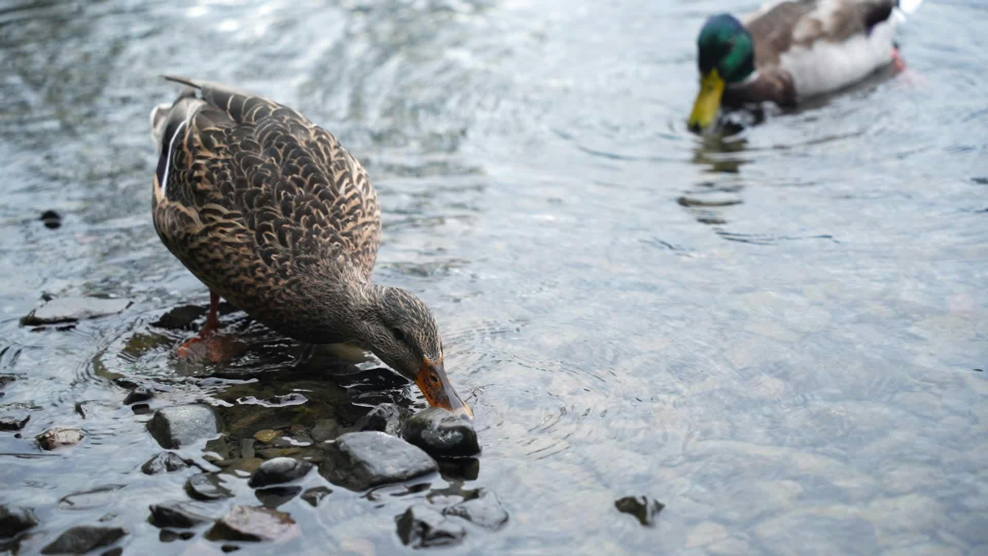 Anime+Towel+Girls+Drops+And+Hugs+And Videos, Download The BEST Free 4k ...