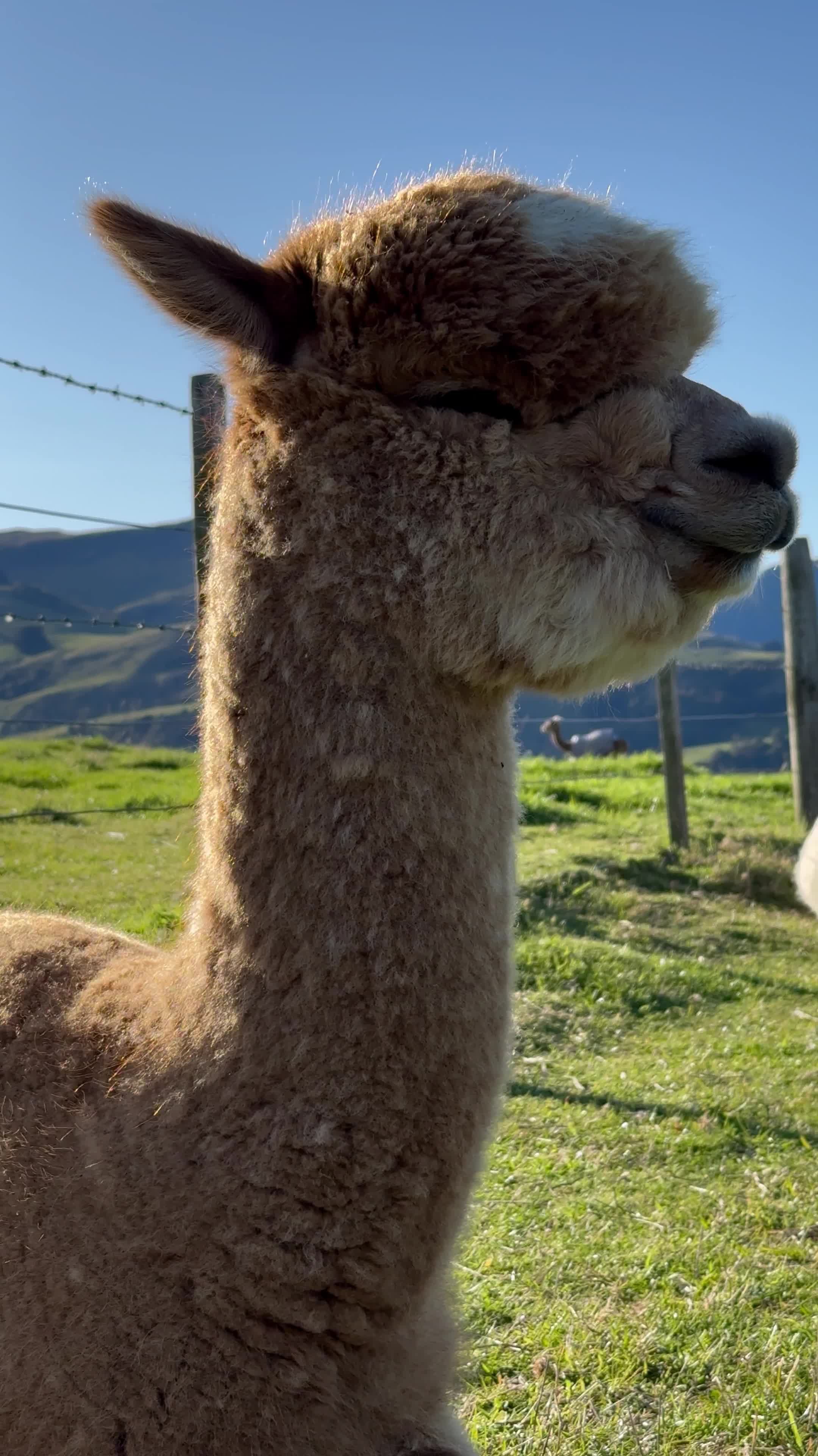 Charming Alpacas Grazing Peacefully Outdoors Free Stock Video Footage ...