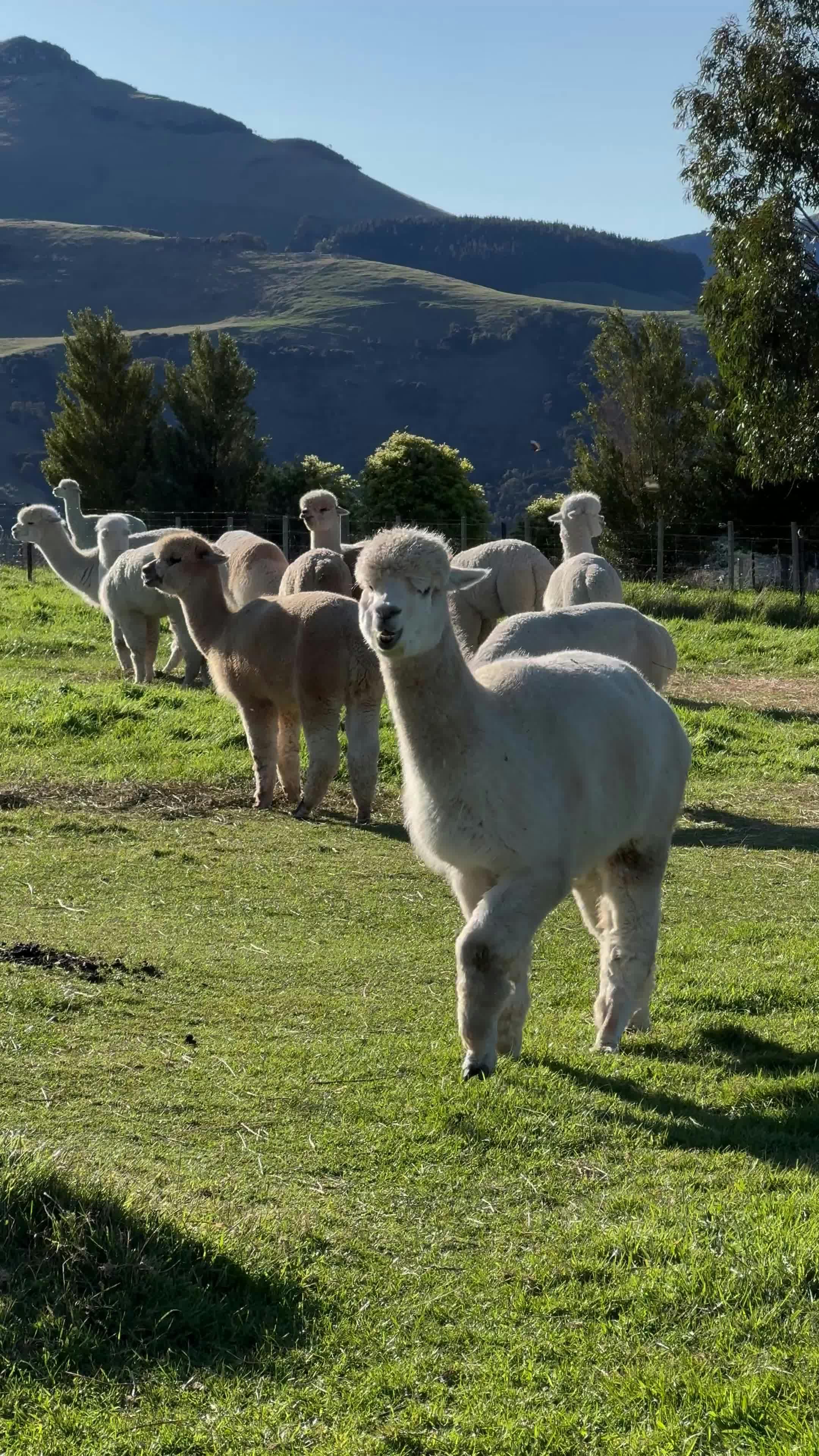Serene Alpacas Grazing in Mountain Pasture Free Stock Video Footage ...