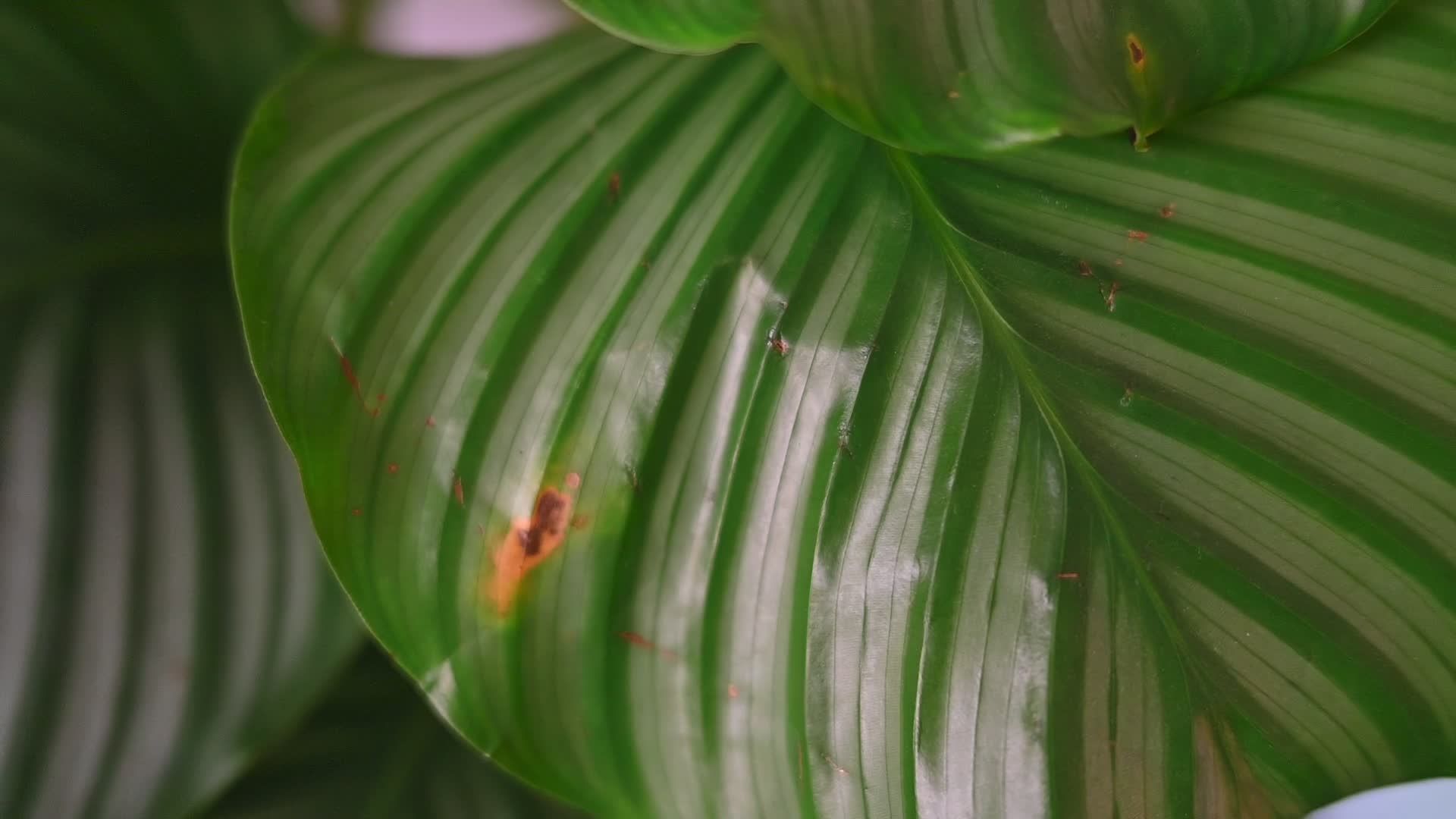 Close-Up of Stunning Green Calathea Leaves Free Stock Video Footage ...