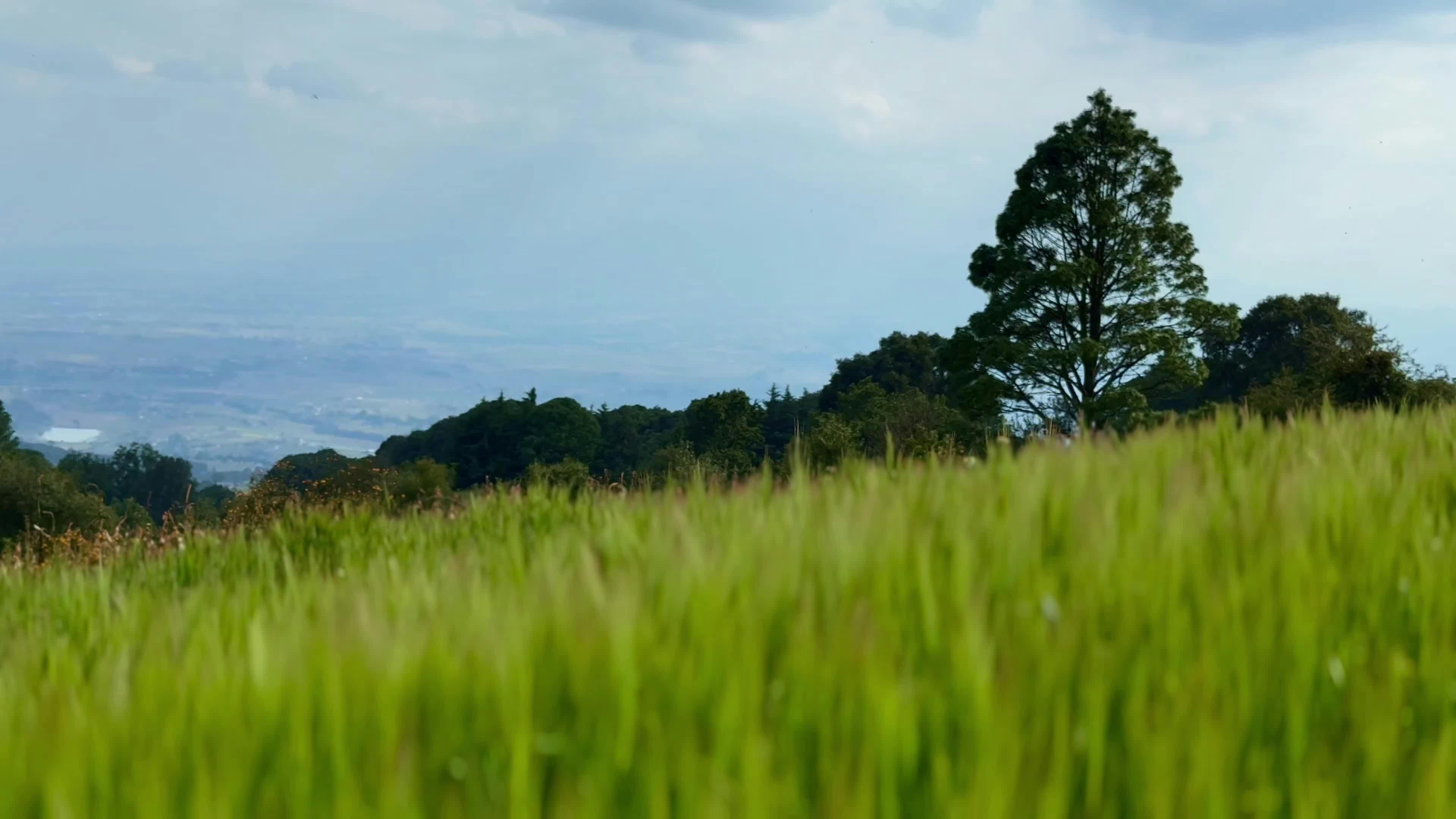 Serene Landscape with Rolling Hills and Tree Free Stock Video Footage ...