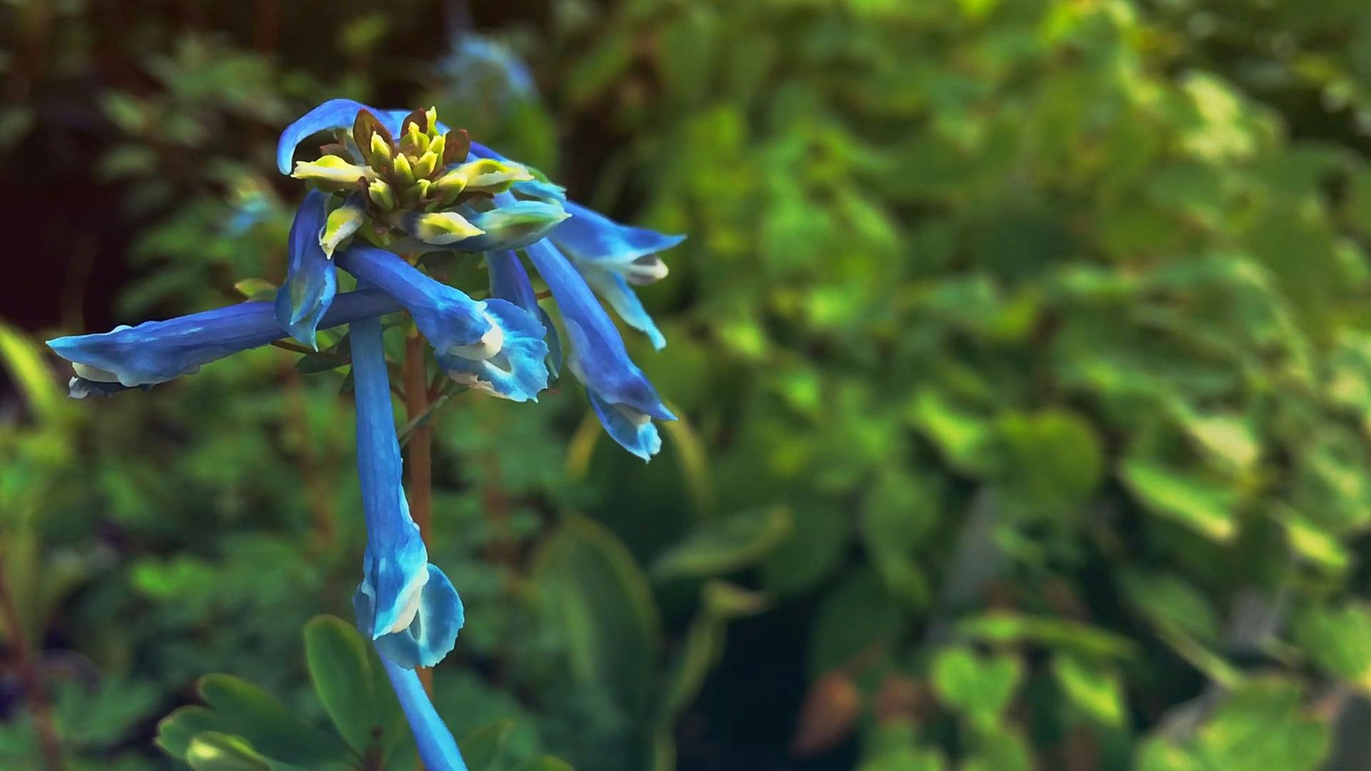 Budding Plant Videos, Download The BEST Free 4k Stock Video Footage ...