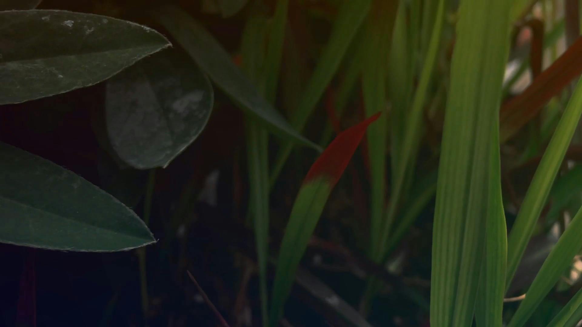 Background Color Photo Videos, Download The BEST Free 4k Stock Video ...