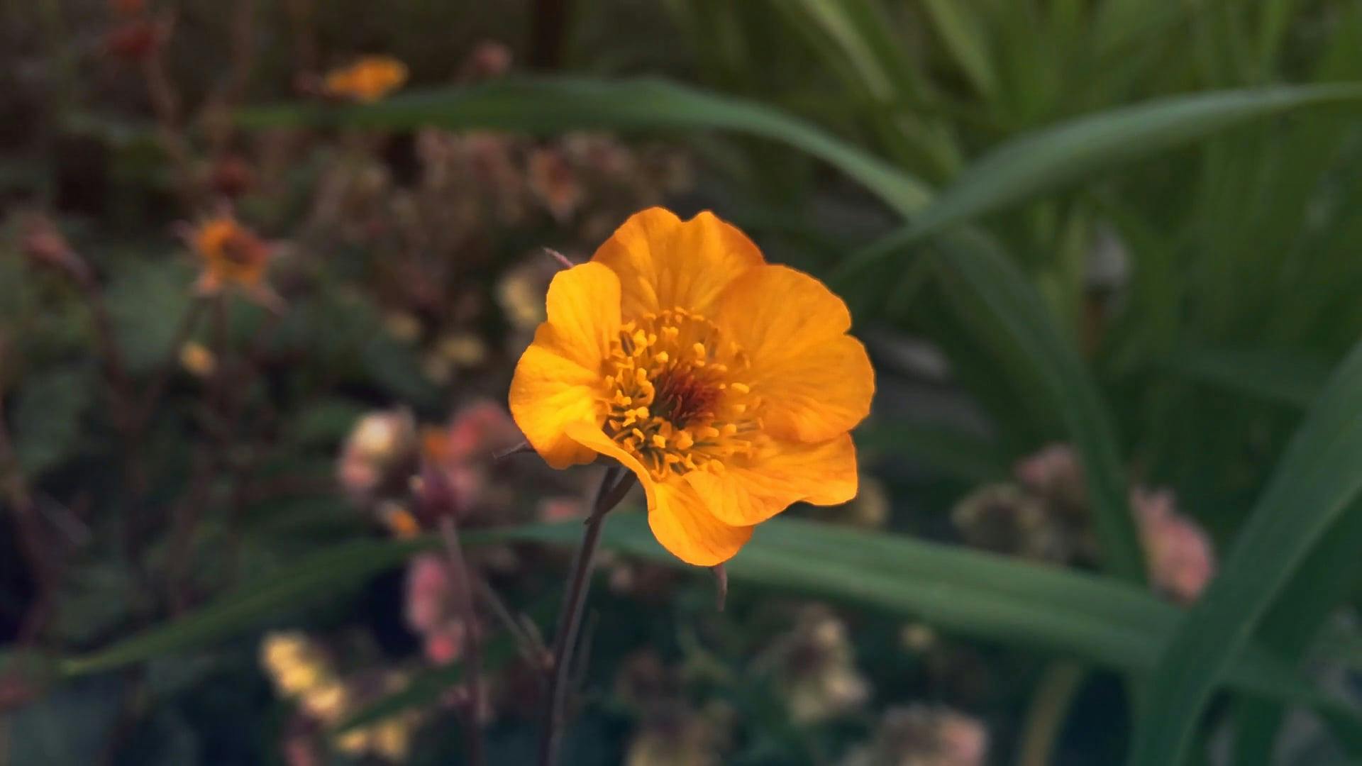 Video Of Flower Blooming Free Stock Video Footage, Royalty-Free 4K & HD ...