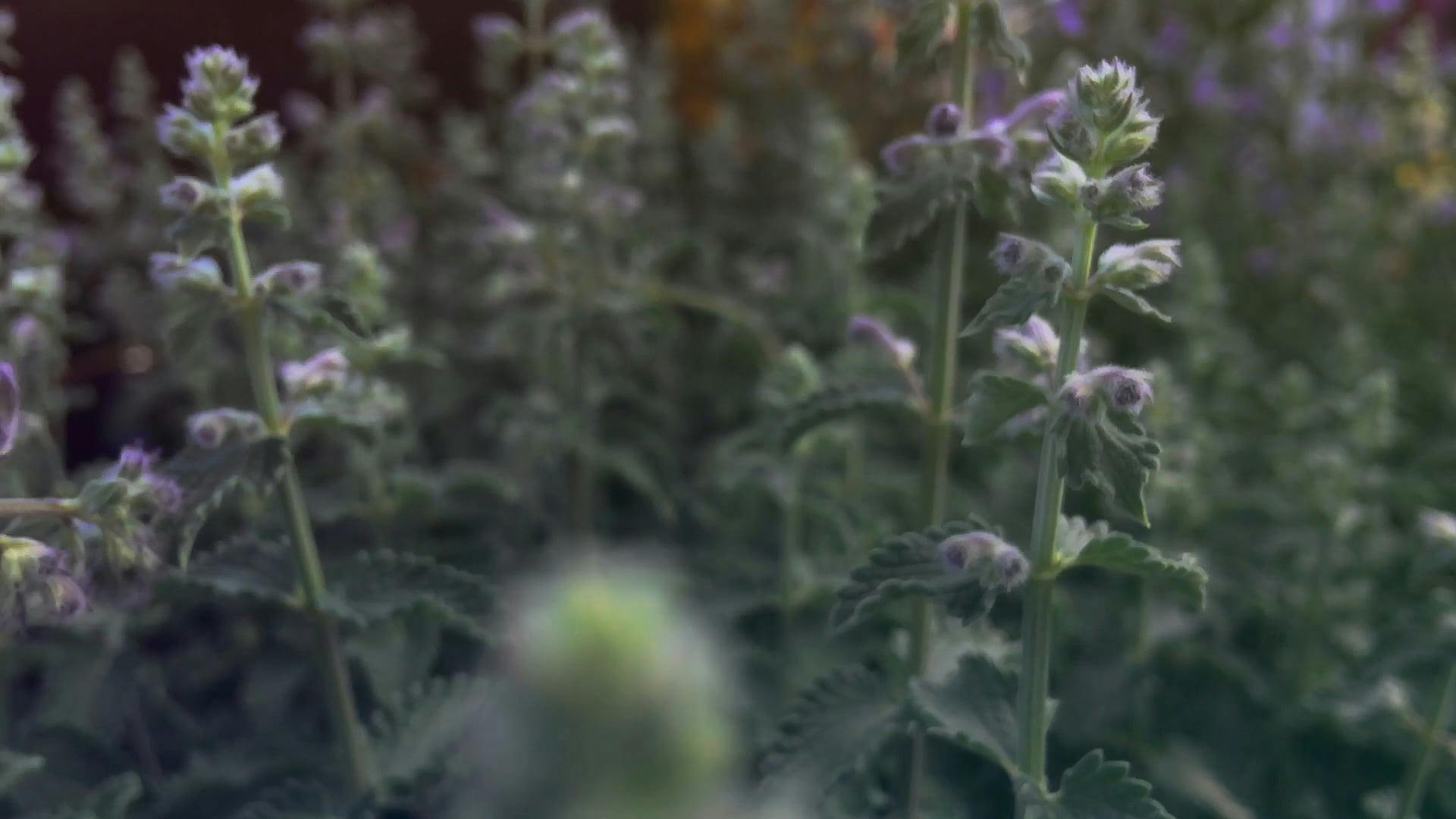 Flowers In Bloom Videos, Download The BEST Free 4k Stock Video Footage ...