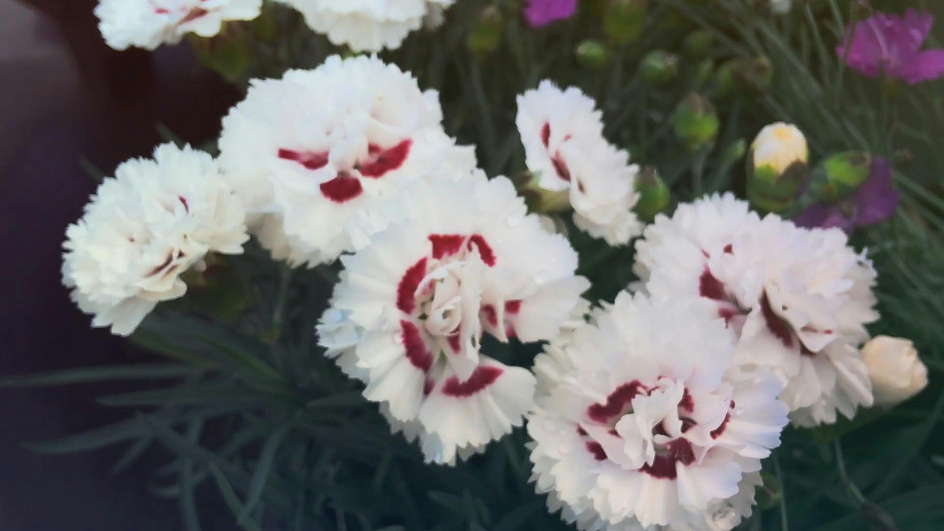 Flower Culture Of Flower Bearing Plants Free Stock Video Footage ...