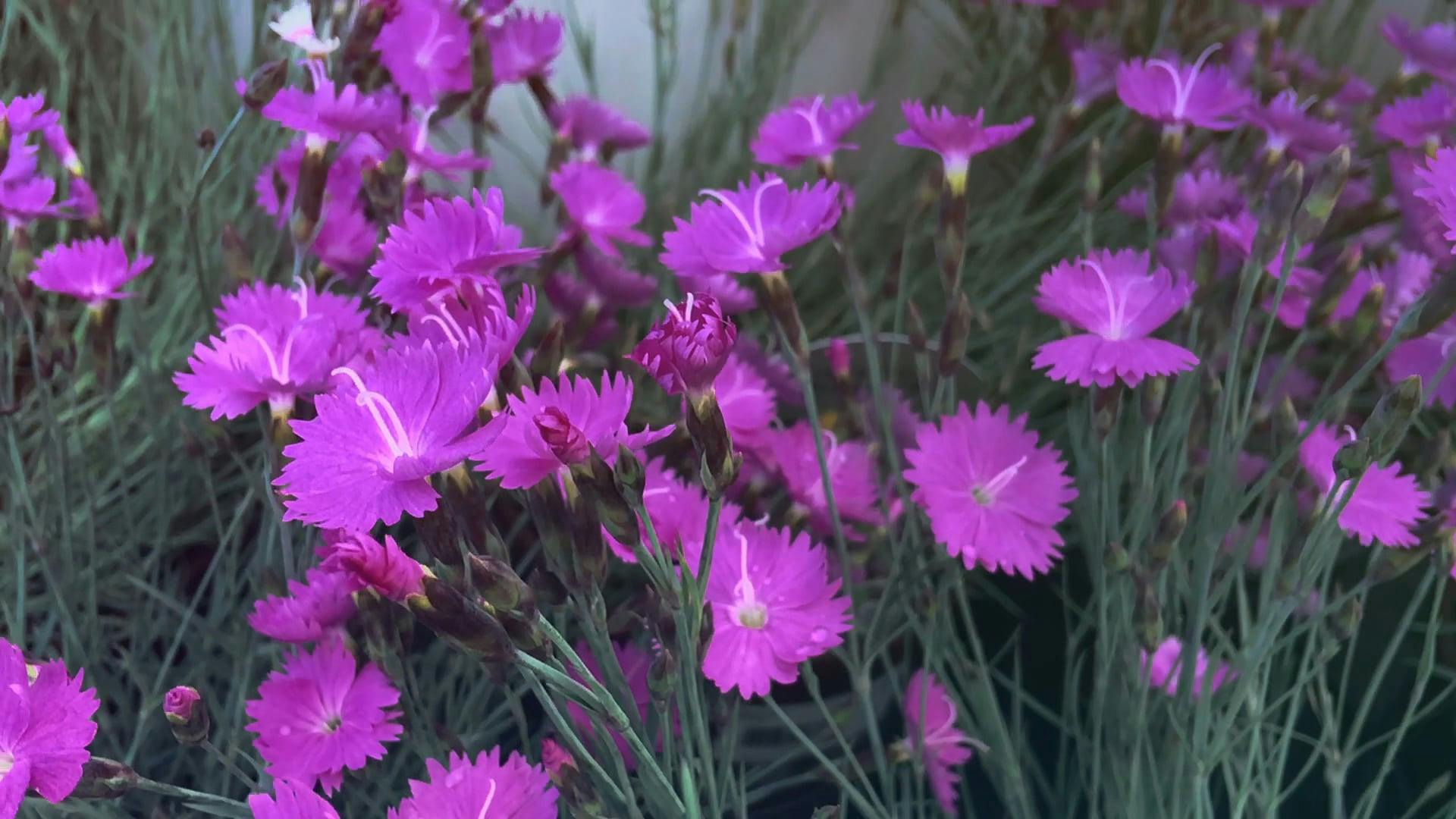 A Flower Bearing Plants With Long Stalks · Free Stock Video