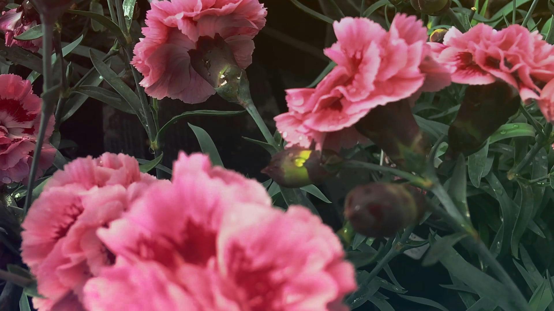 Cultured Flower On A Potted Plants Free Stock Video Footage, Royalty ...