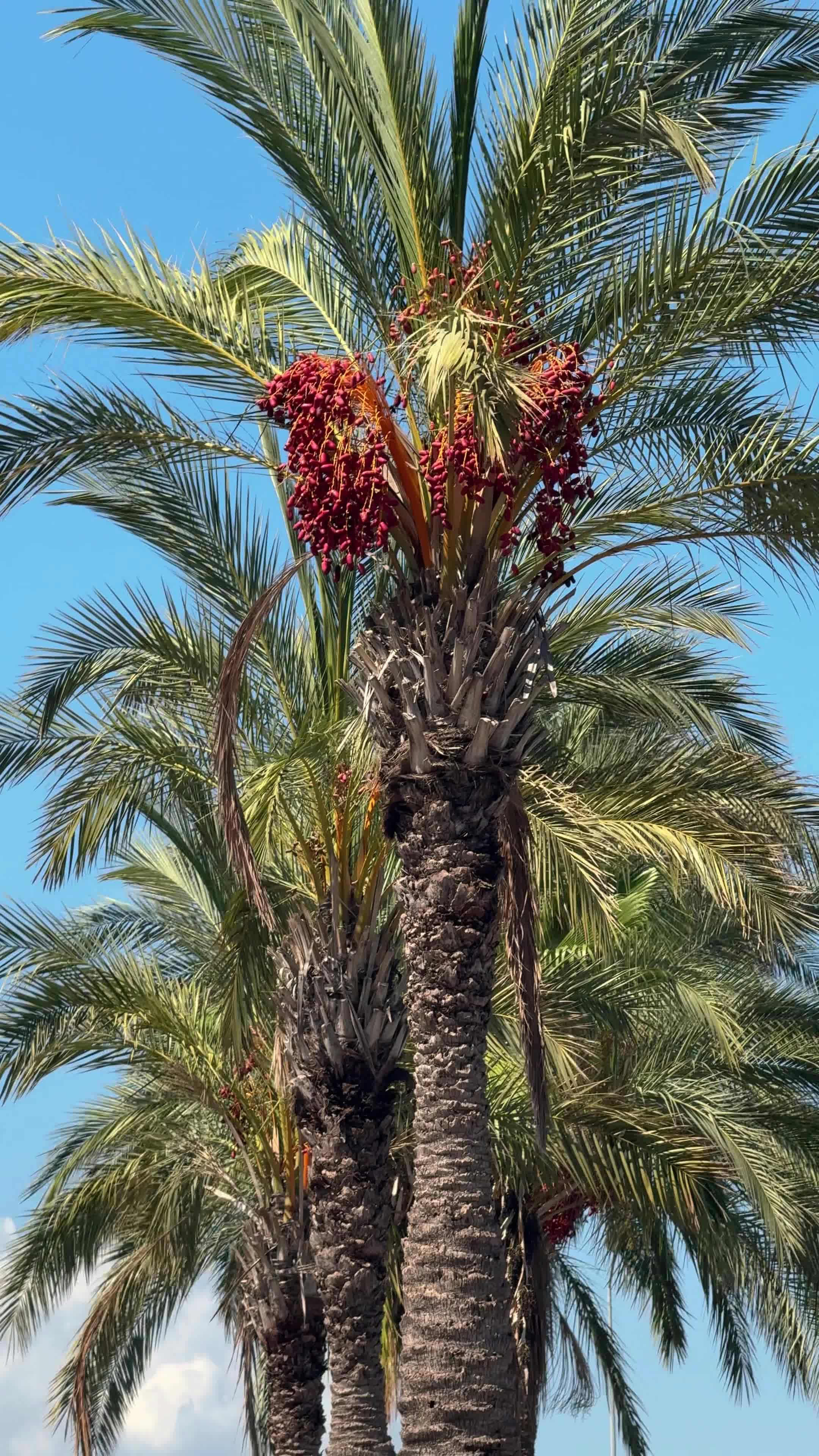 Fruit Backgrounds Videos, Download The BEST Free 4k Stock Video Footage ...