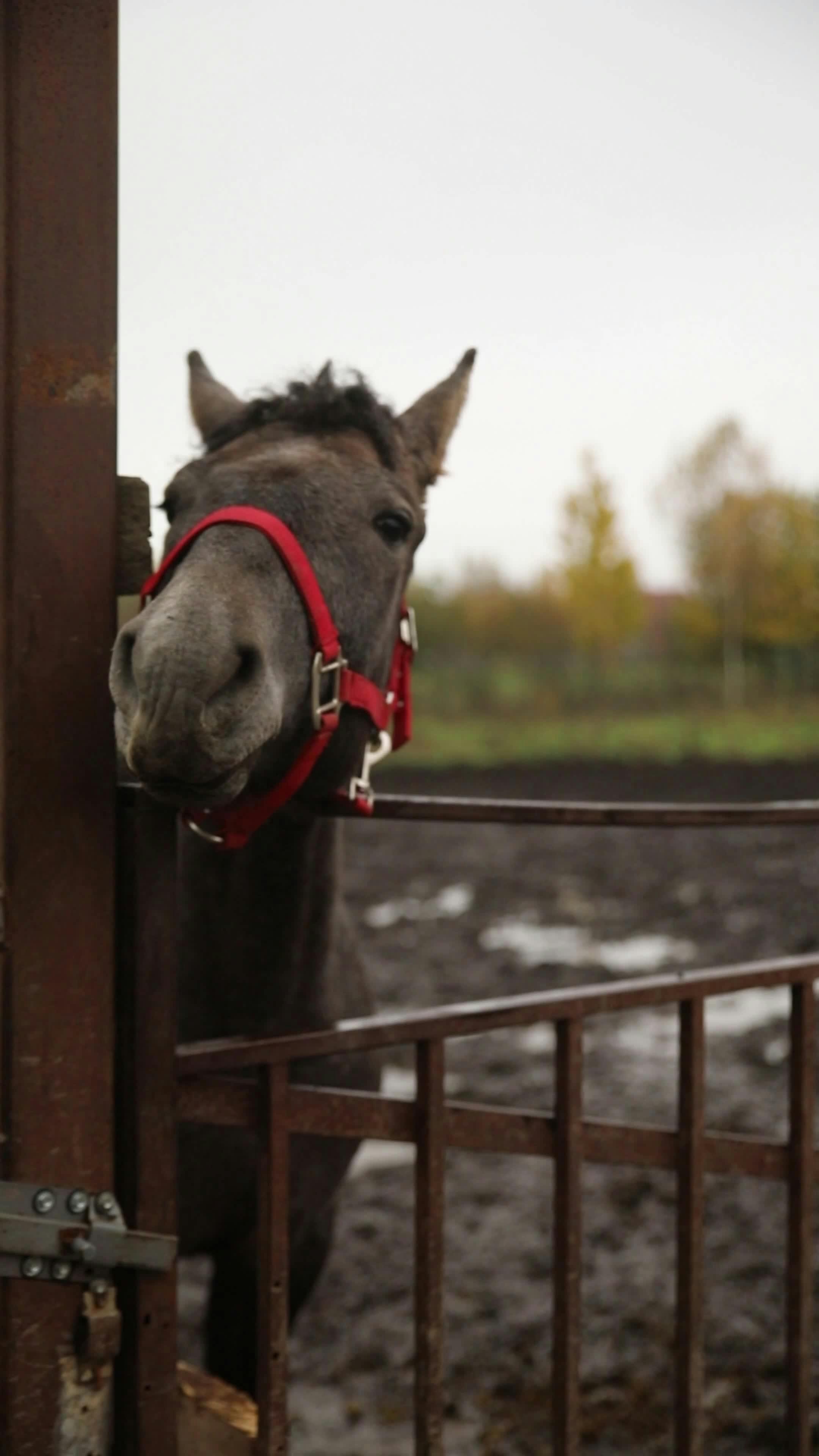 Ardennes Horse Videos, Download The BEST Free 4k Stock Video Footage ...