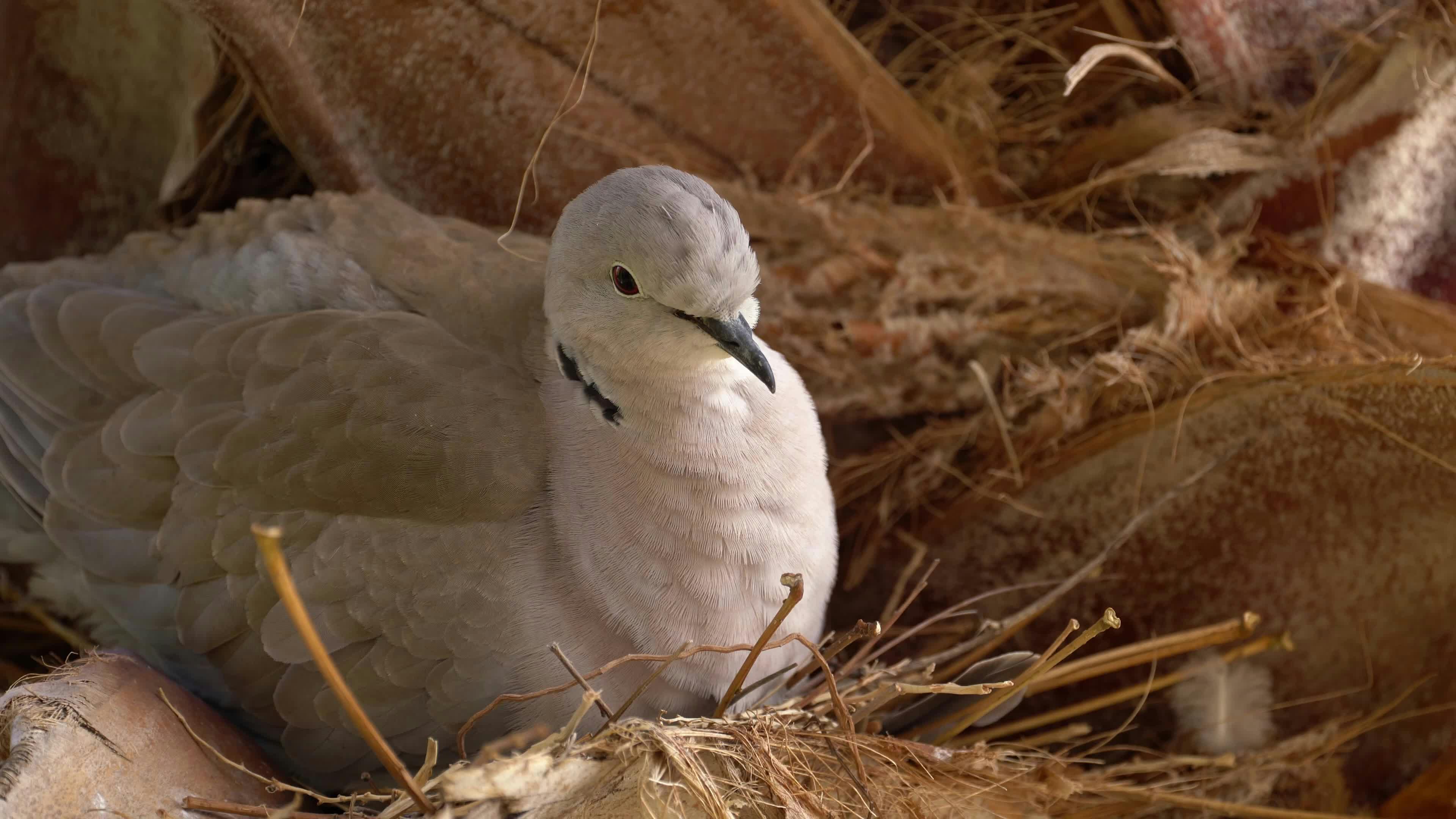 Mother Dove Nesting and Caring Hatchlings Free Stock Video Footage ...