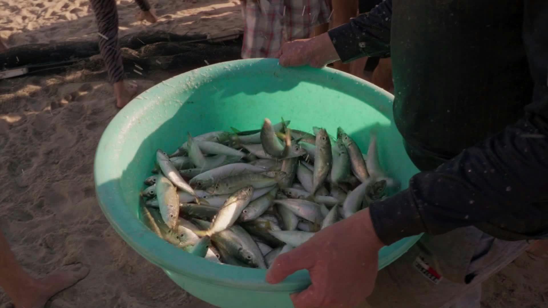 Barrel Of Fish Videos, Download The BEST Free 4k Stock Video Footage ...