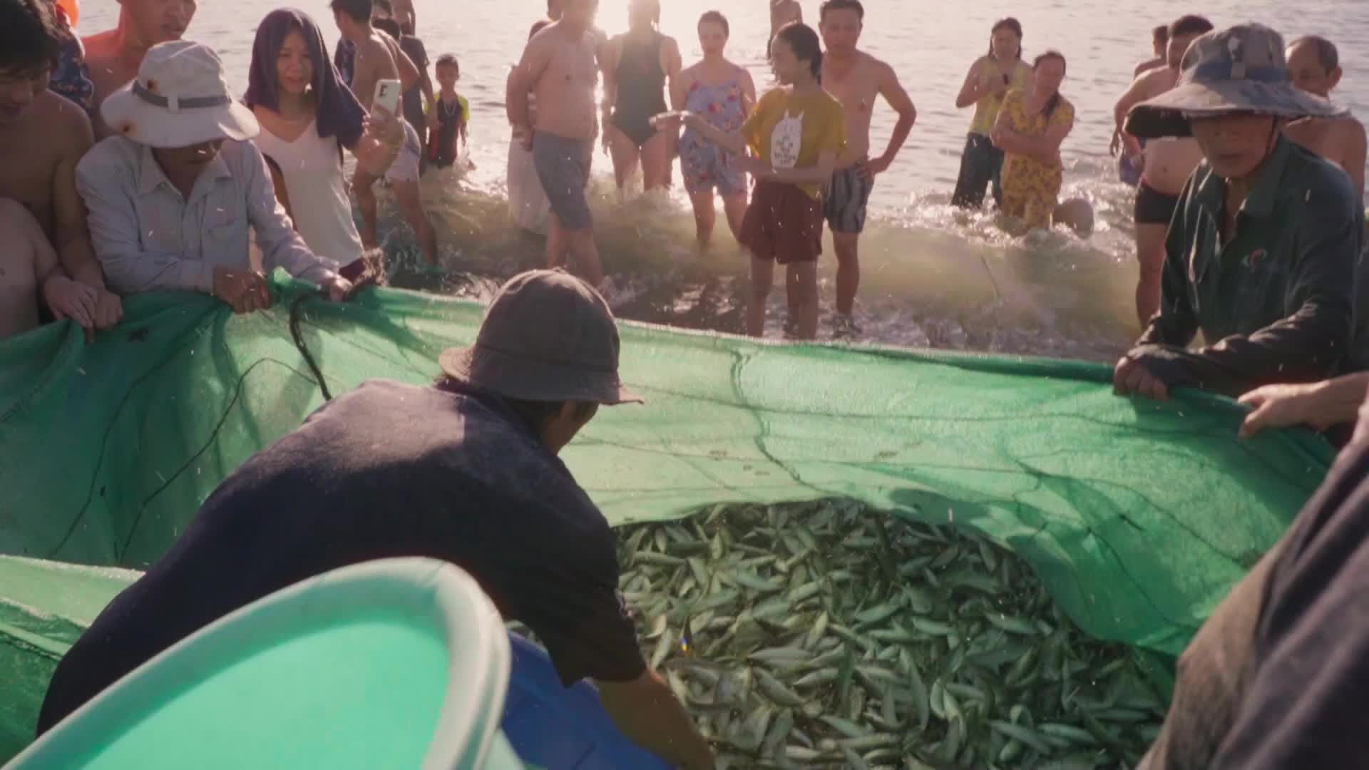 Fishermen Harvesting the Fish Pond Free Stock Video Footage, Royalty ...