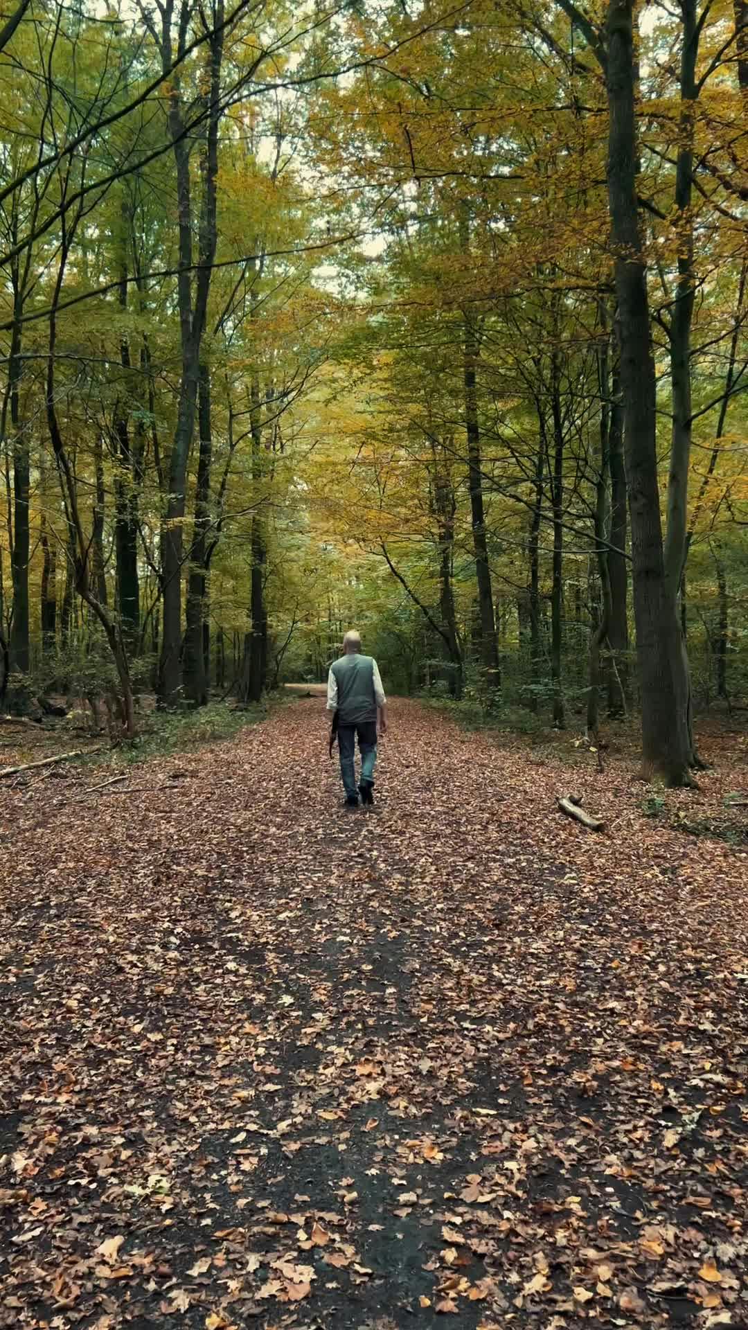 Man Walkin In Forest Videos, Download The BEST Free 4k Stock Video ...