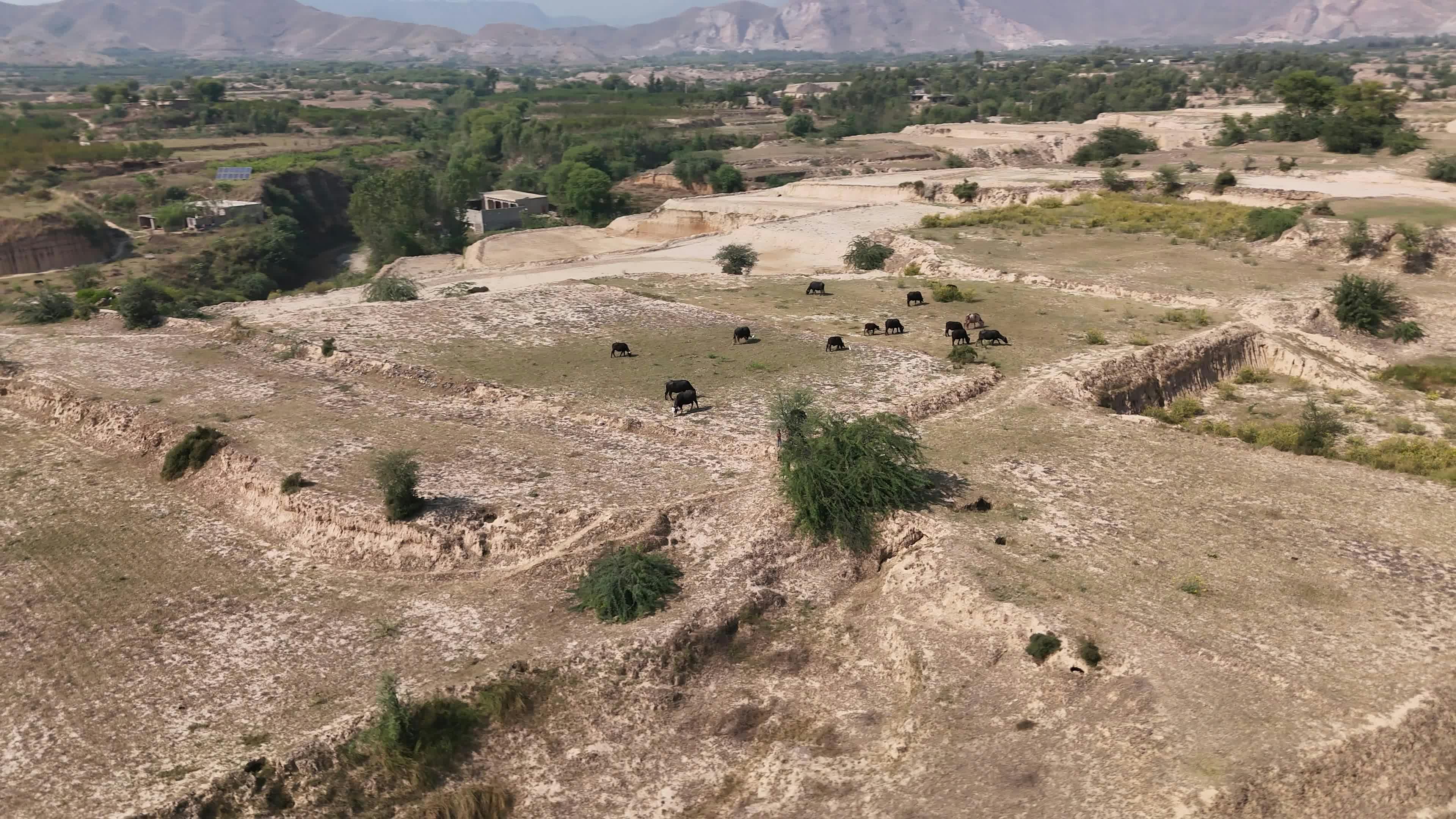 Html Cows Videos, Download The BEST Free 4k Stock Video Footage & Html ...