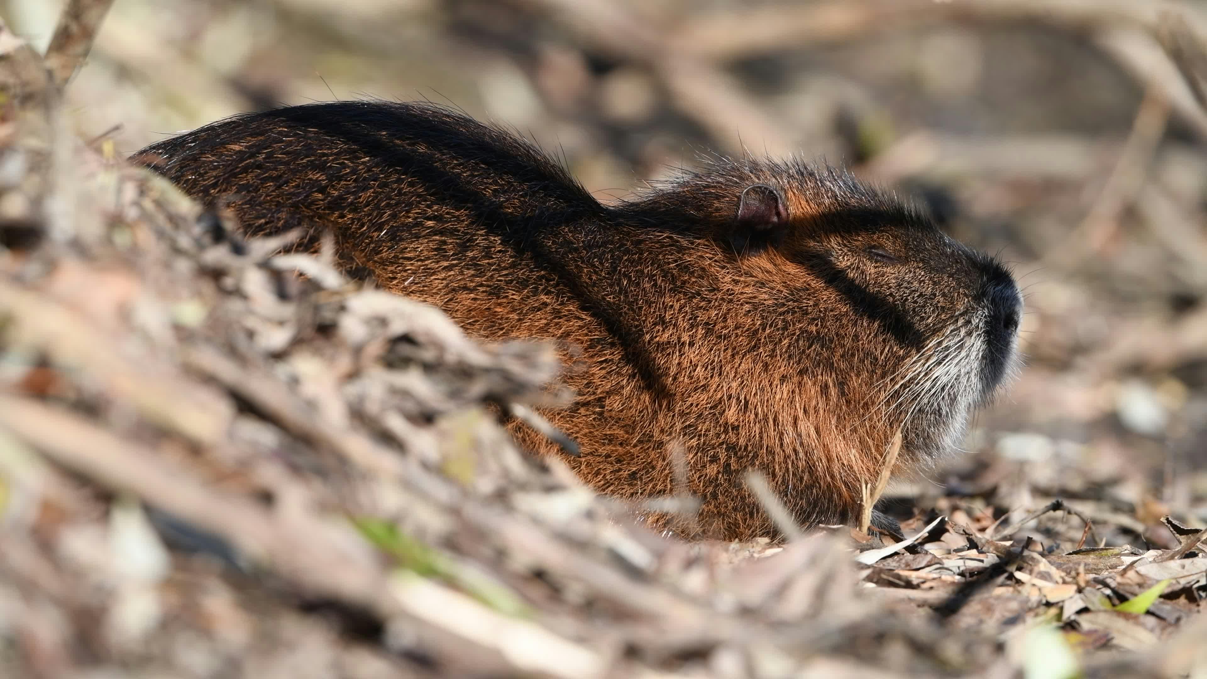Capybara Fur Texture Videos, Download The BEST Free 4k Stock Video ...