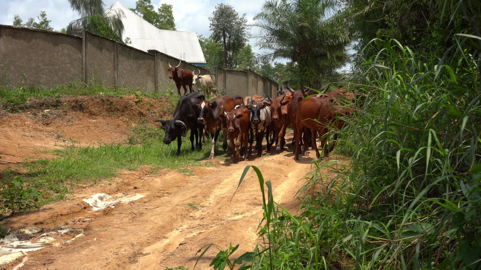 Congo Videos, Download The BEST Free 4k Stock Video Footage & Congo HD ...